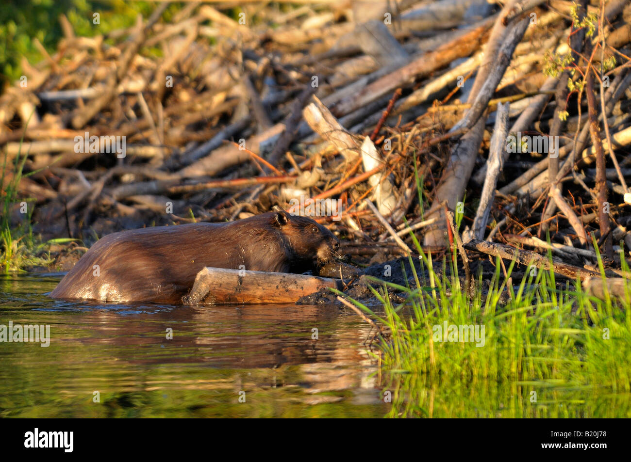 Canadian Beaver 50 Stock Photo - Alamy