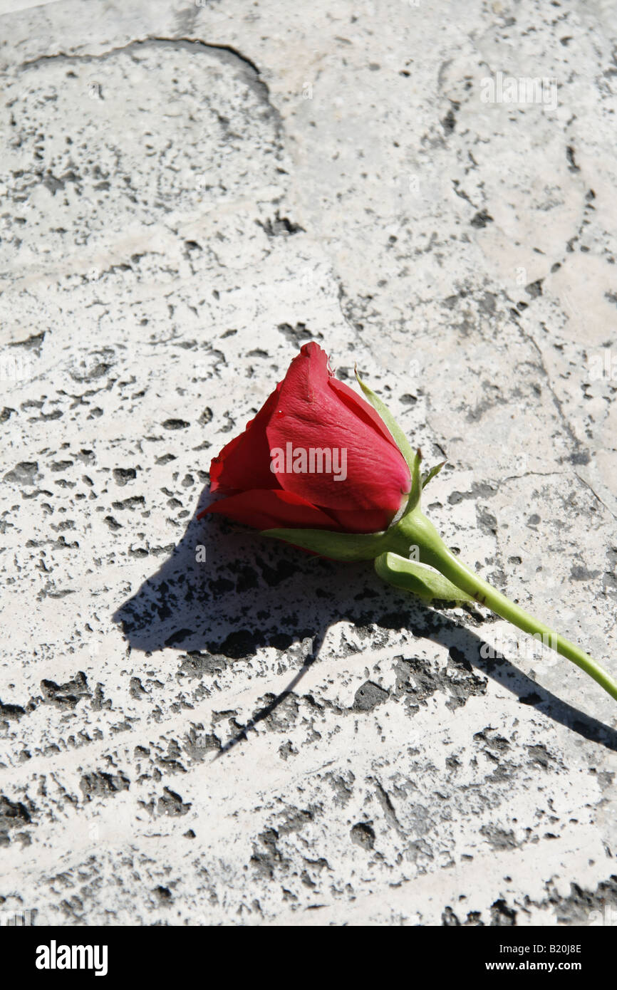 one single red rose on floor in town Stock Photo - Alamy