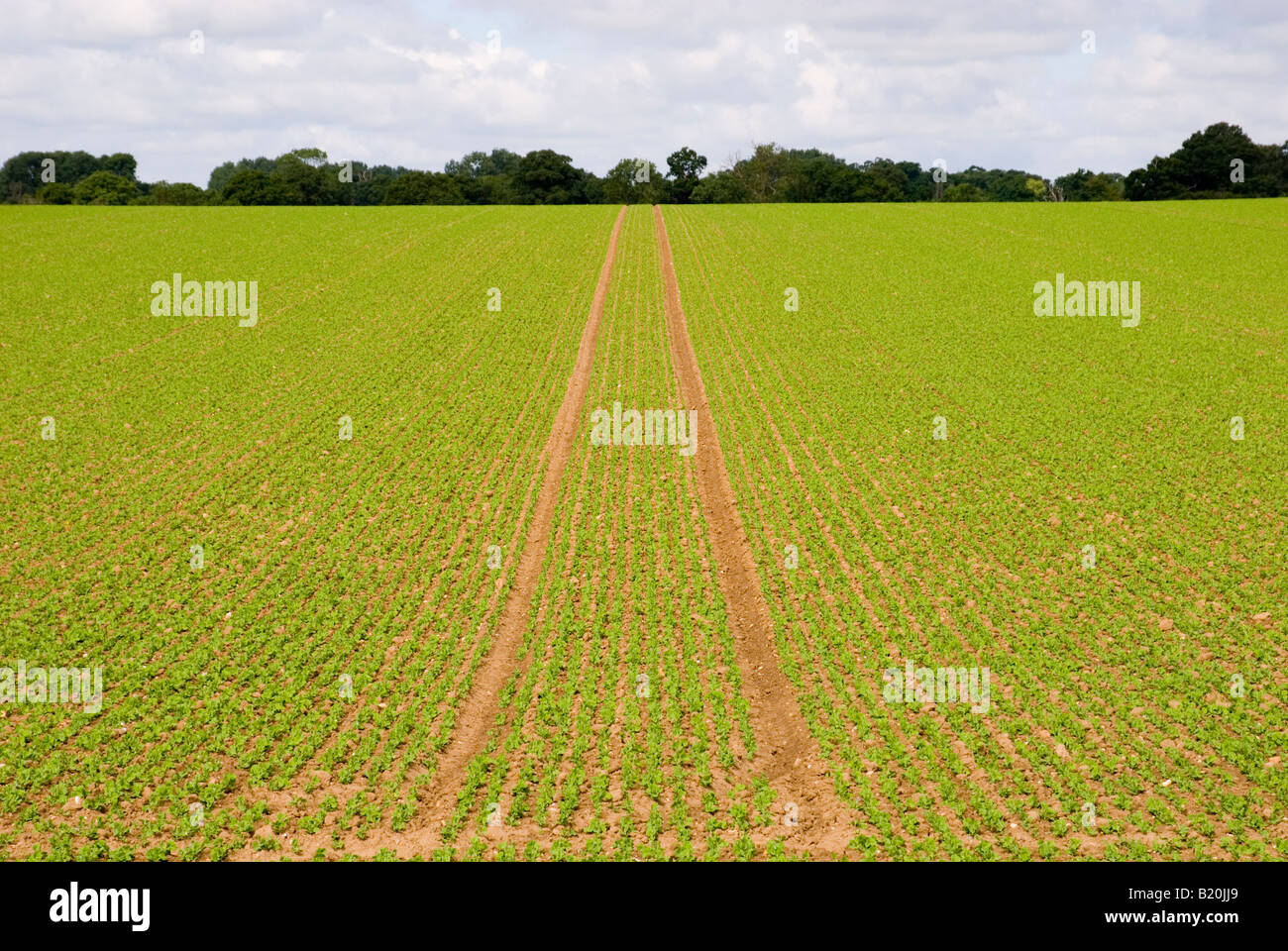 Crops grow in agricultural field hi-res stock photography and images ...