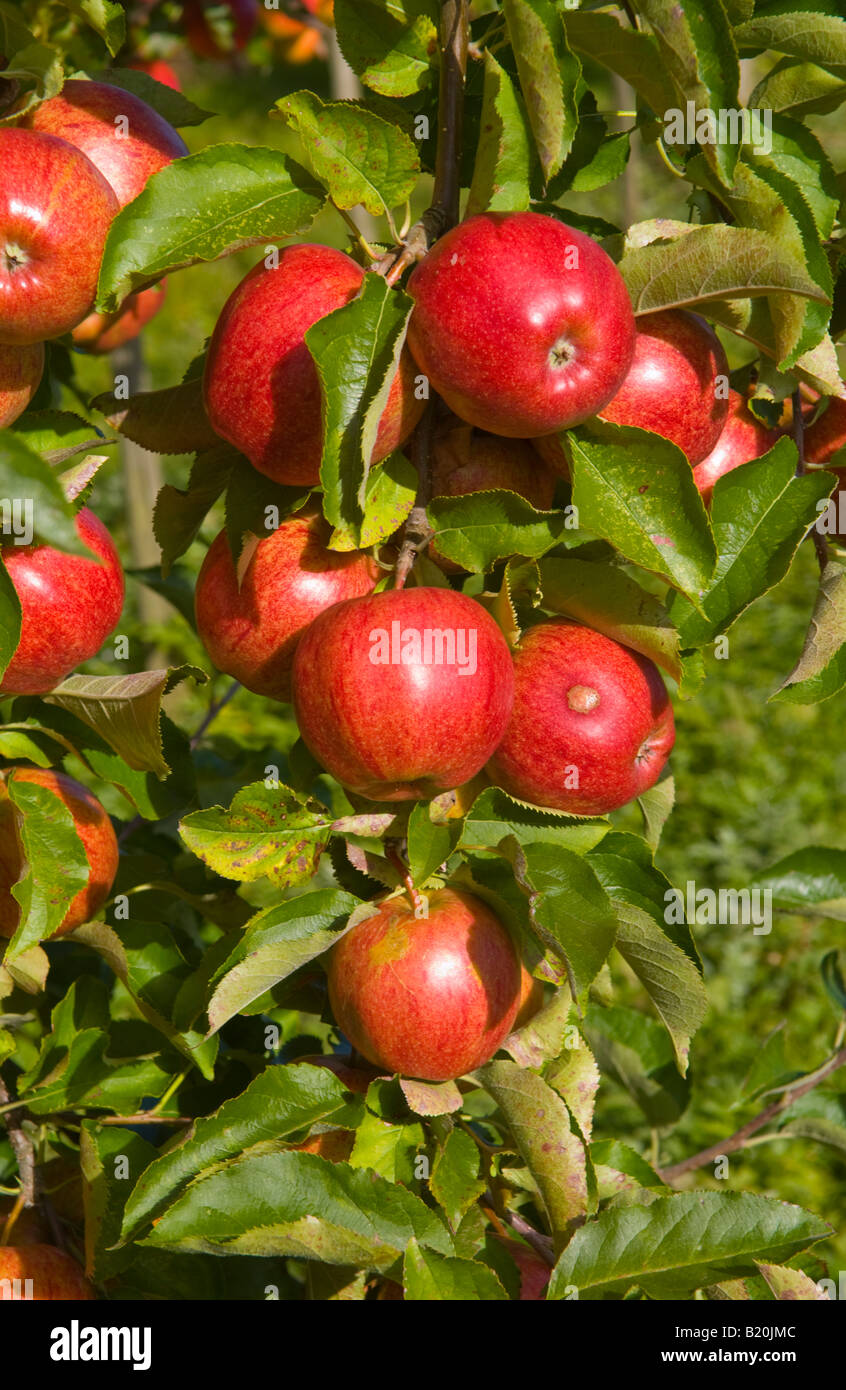 Red apples growing on fruit farm near Abergavenny Monmouthshire South ...