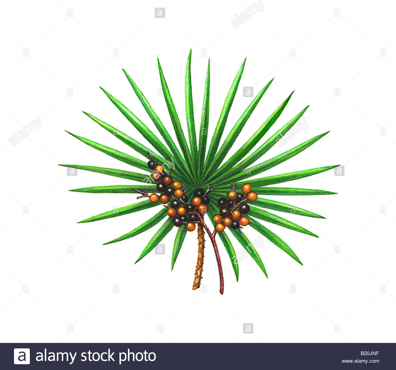 Saw Palmetto Fruit Stock Photos & Saw Palmetto Fruit Stock Images - Alamy