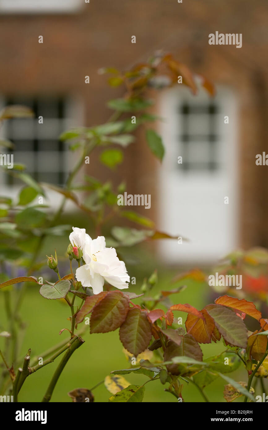 white rose in a cottage garden Stock Photo - Alamy