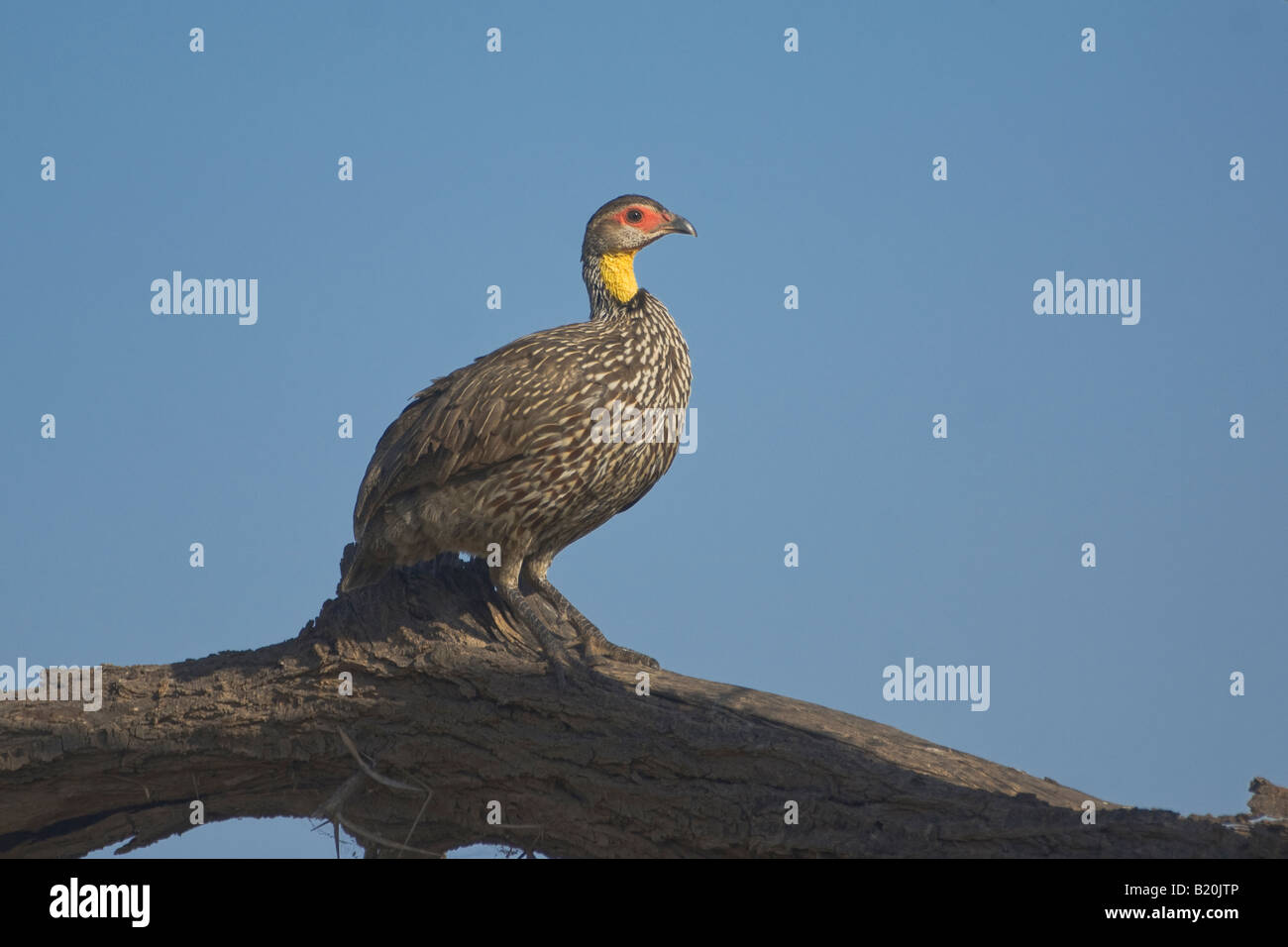 Yellow necked Spurfowl Stock Photo - Alamy