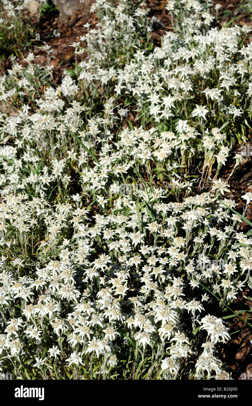 Edelweiss (Leontopodium alpinum Stock Photo - Alamy