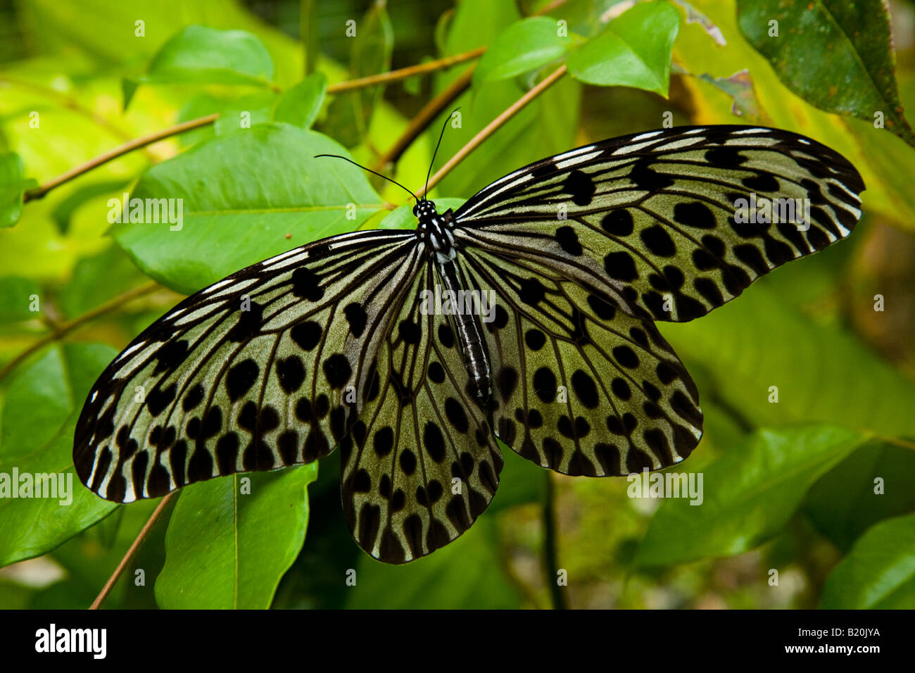 Sabah Malaysia Borneo Kinabalu National Park Resting butterfly in the ...