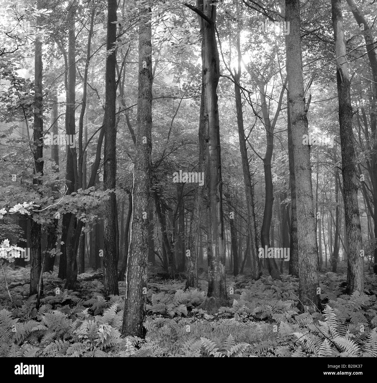 Portaferry road hi-res stock photography and images - Alamy