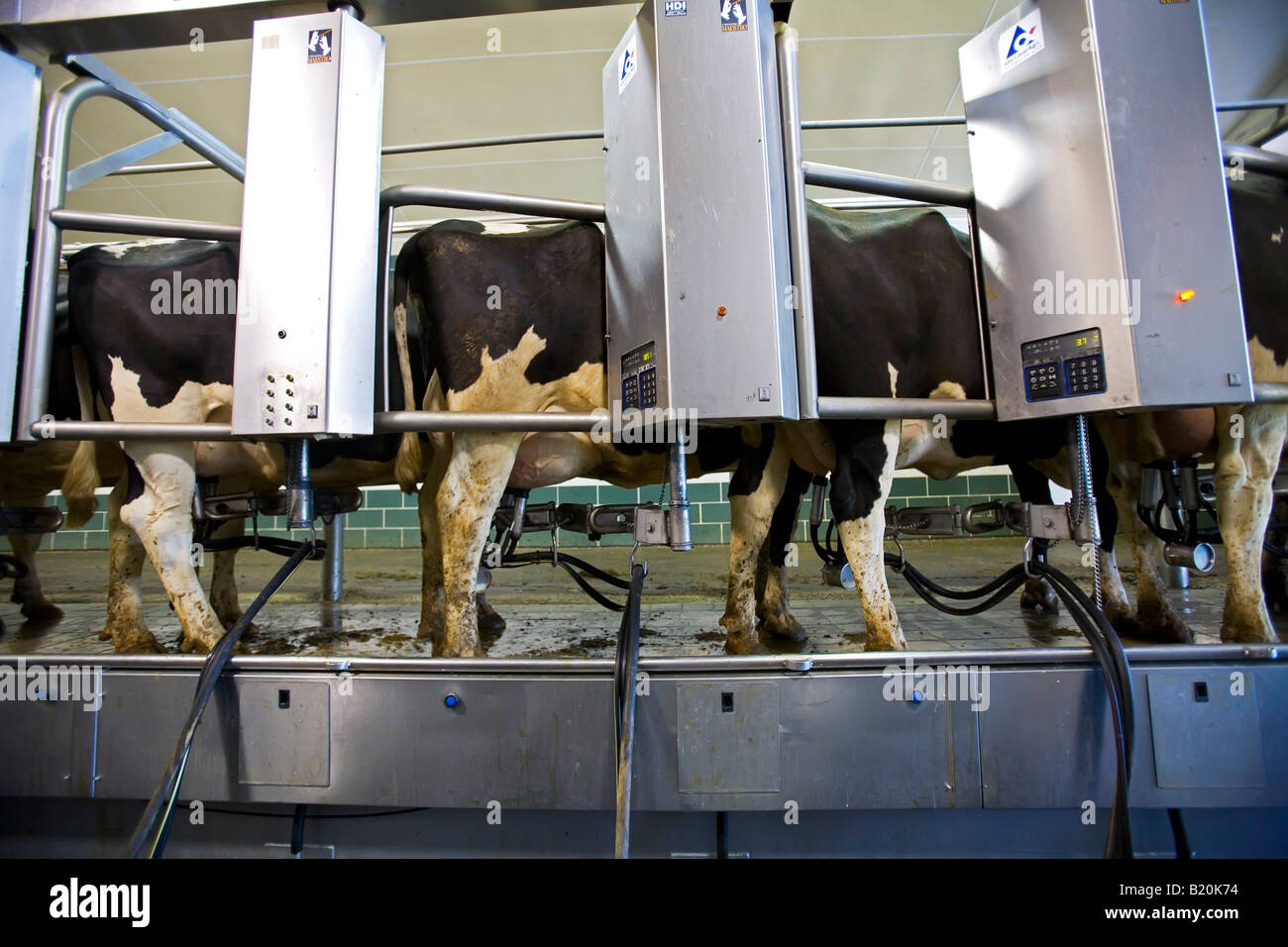 Dairy Factory Farming