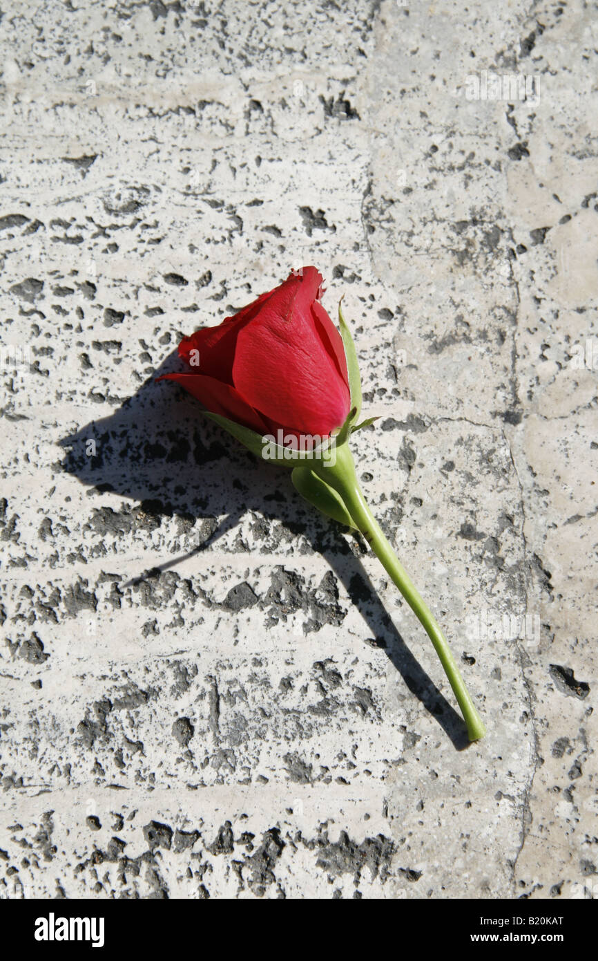 one single red rose on floor in town Stock Photo - Alamy
