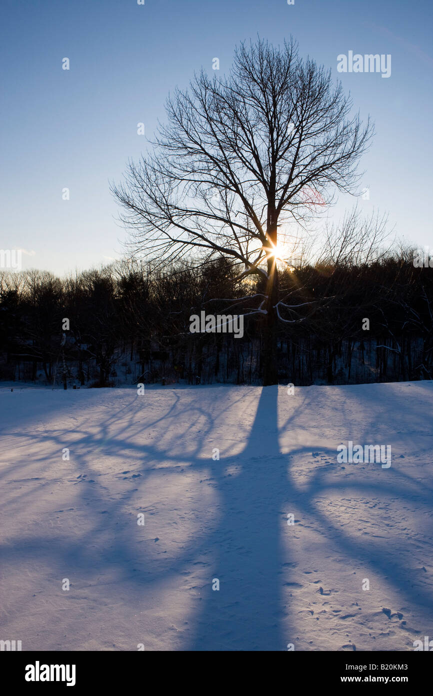 A maple tree and its shadow in the snow in winter in Troy, New ...