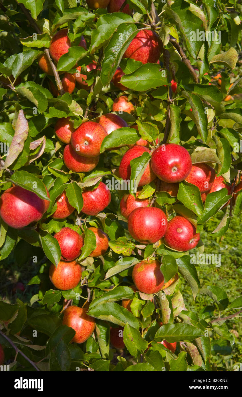 Welsh fruit hi-res stock photography and images - Alamy