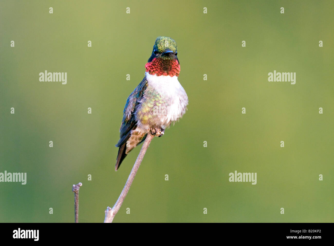 Ruby-throated Hummingbird Archilochus colubris Stock Photo - Alamy