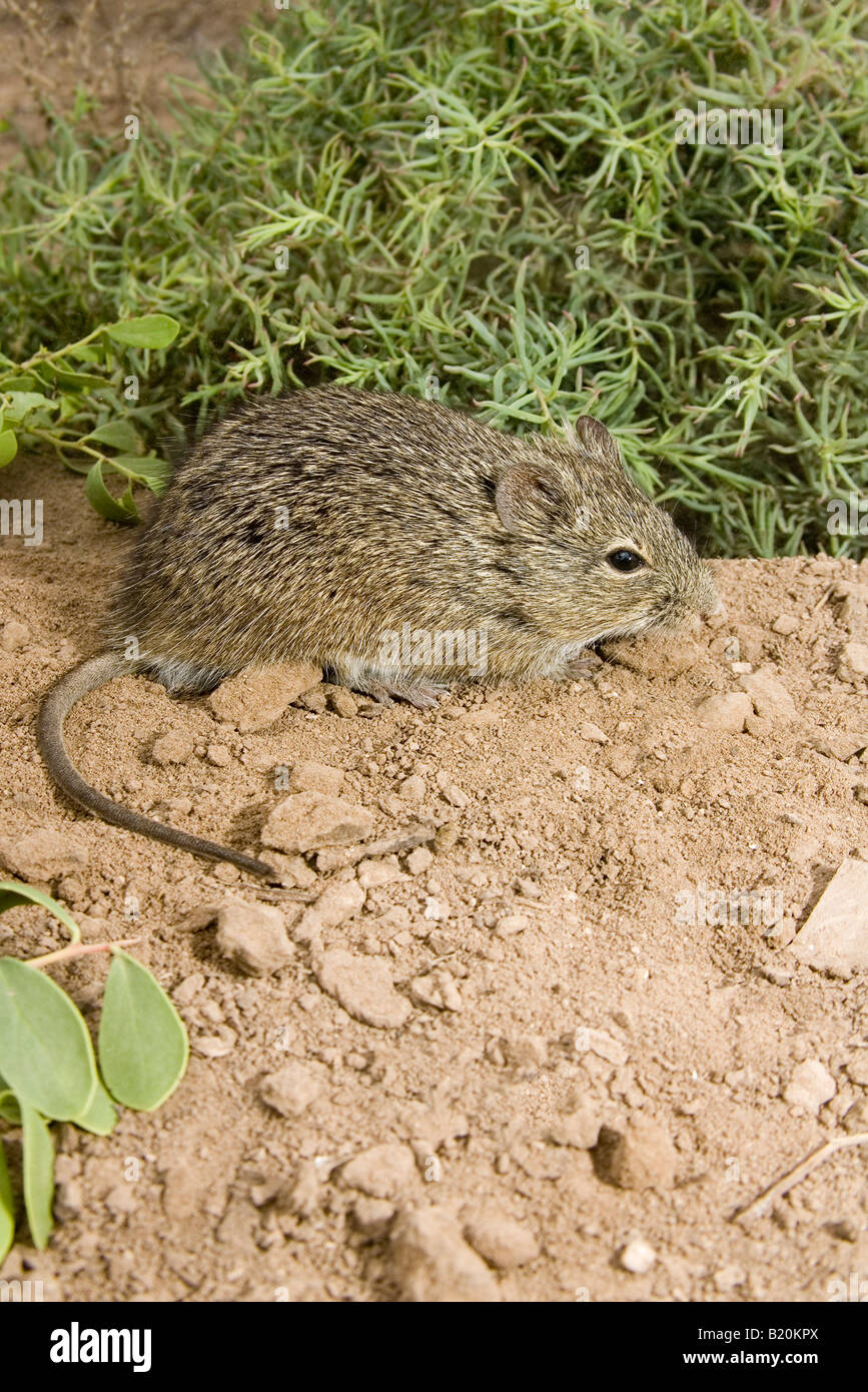 Hispid Cotton Rat Sigmodon hispidus Brownsville Texas United States 4 ...