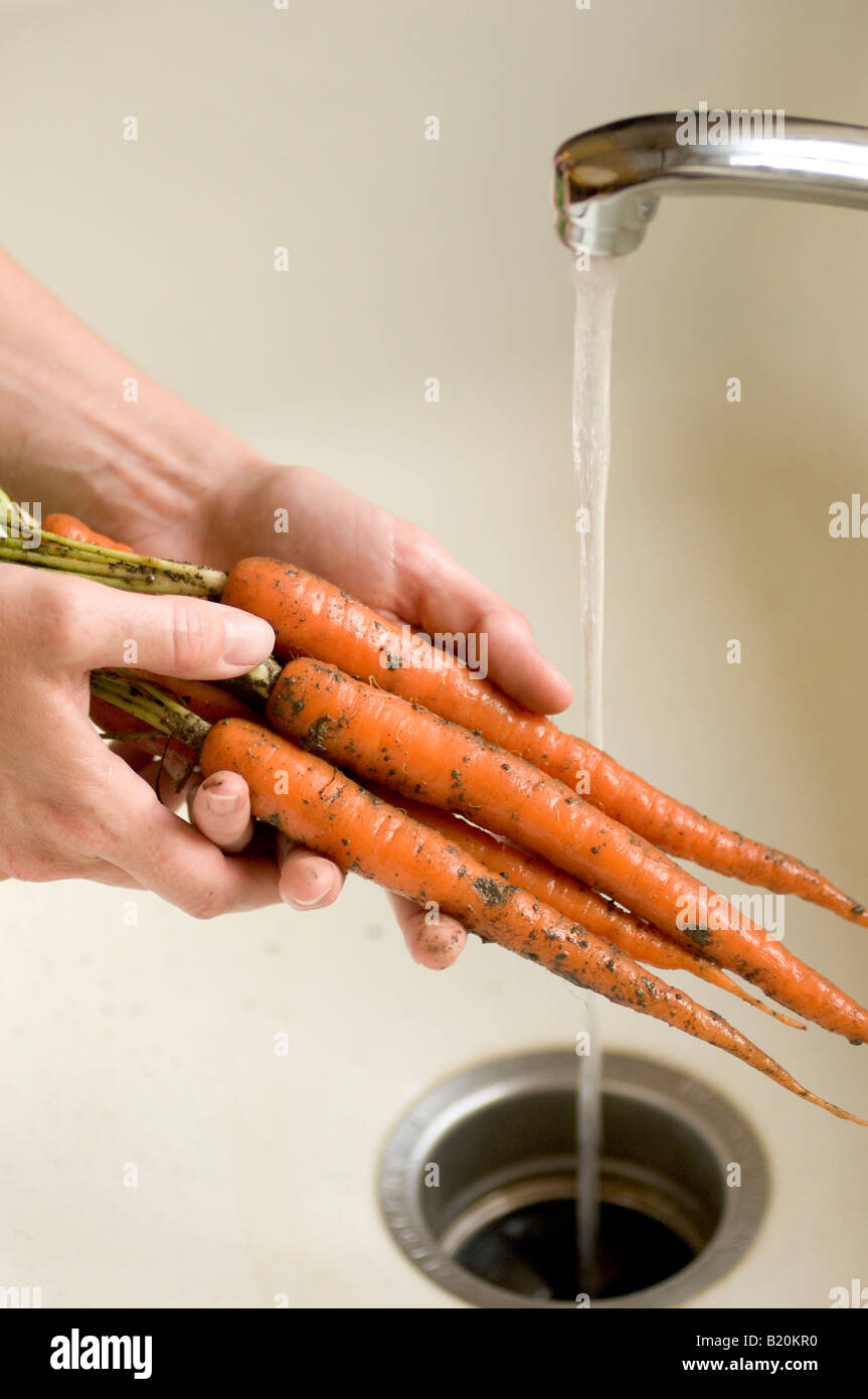 Young woman washing home grown carrots under a faucet in the sink Stock ...