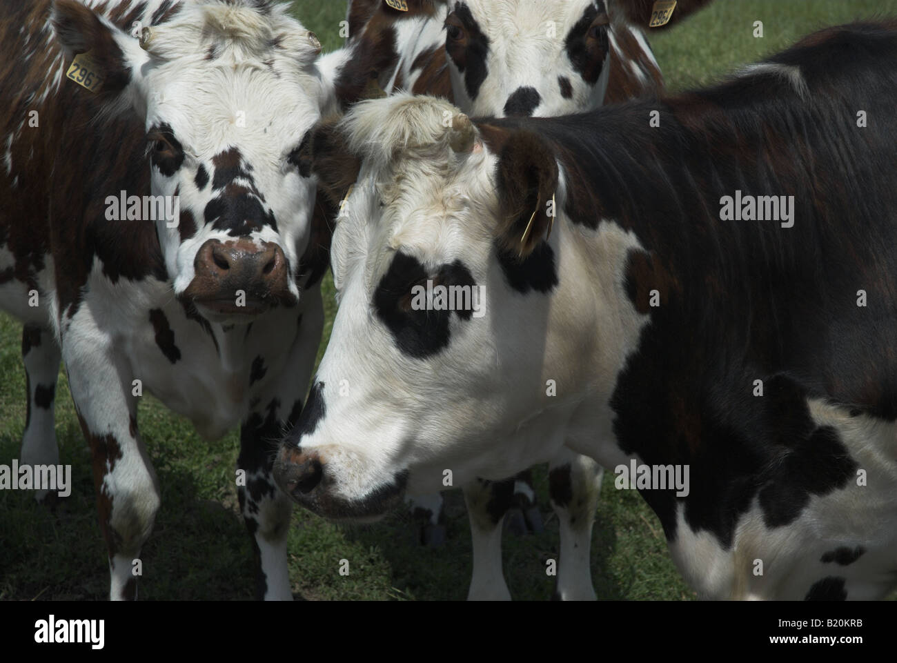 Normande cattle grazing Husson, Manche, Normandy, France Stock Photo ...