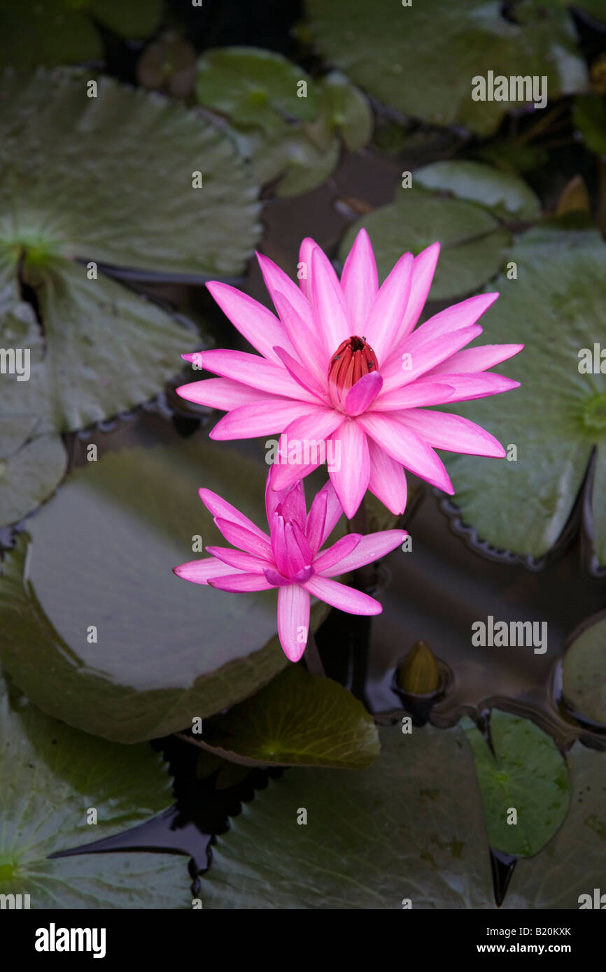 Lotus in Bloom Stock Photo - Alamy