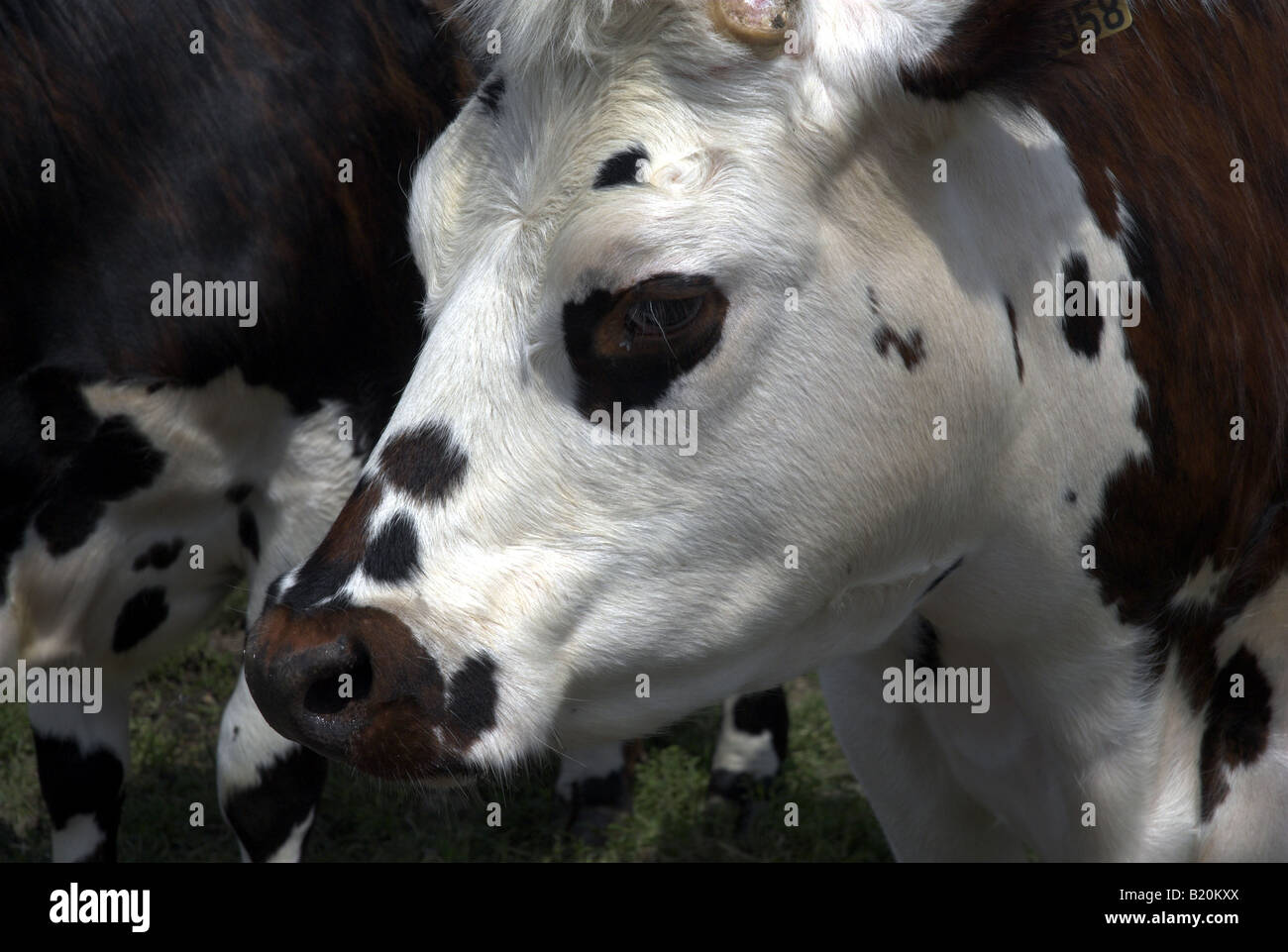 Normande cattle hi-res stock photography and images - Alamy