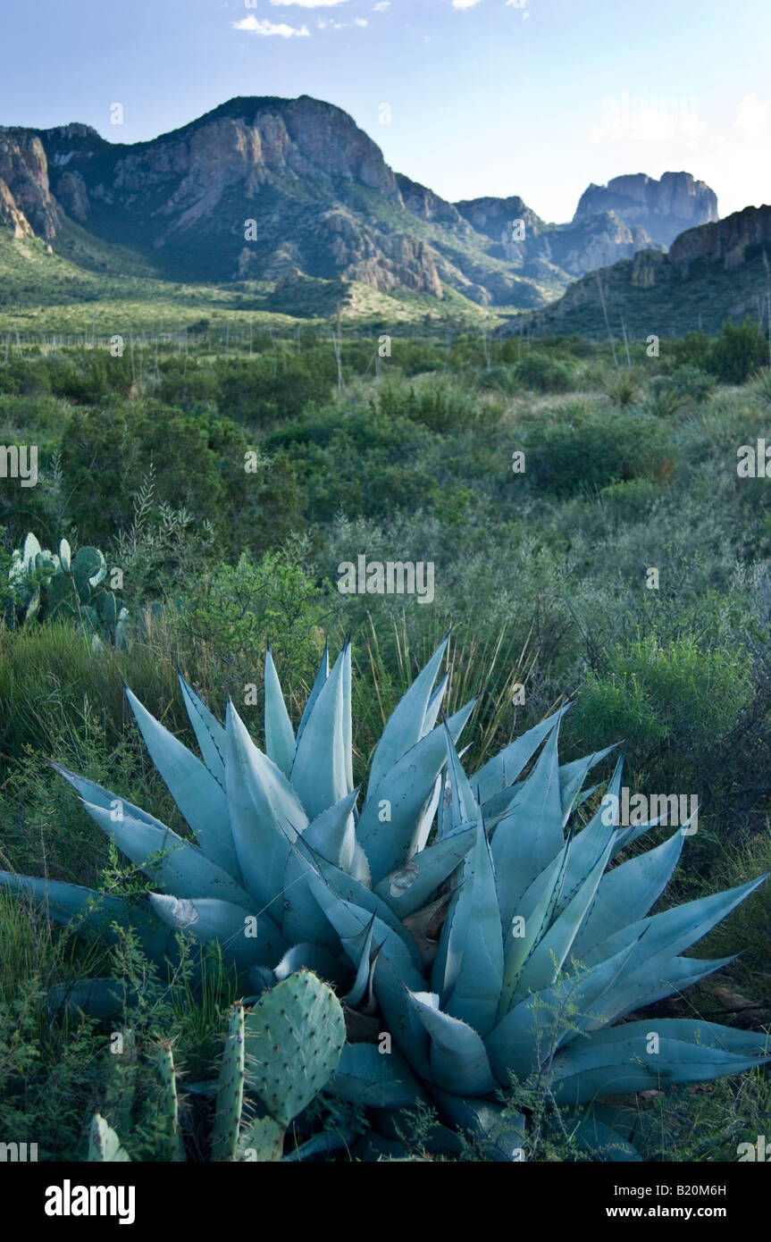 Agave big bend texas hi-res stock photography and images - Alamy