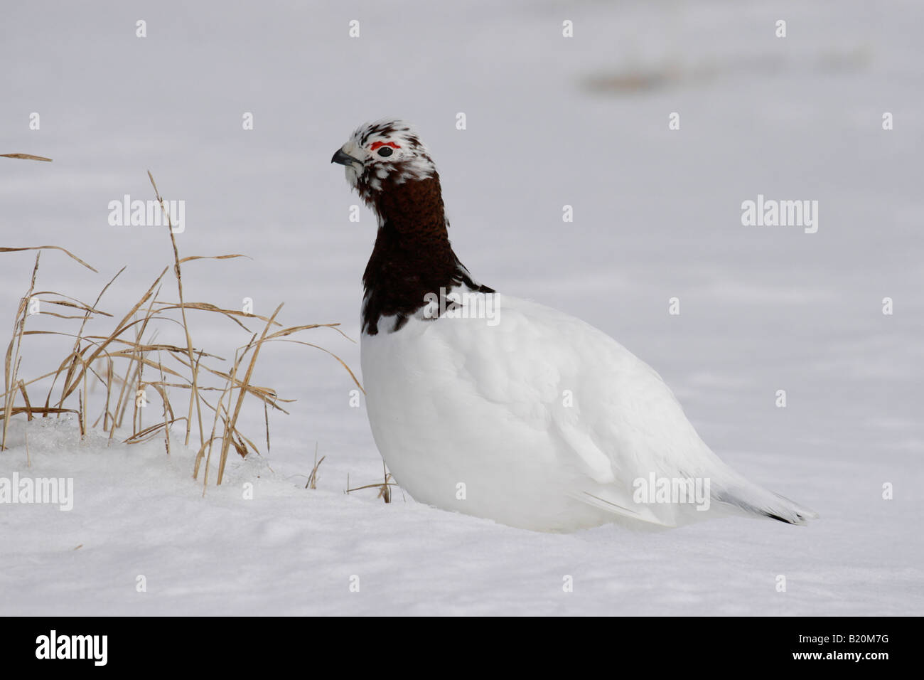White Grouse, Lagopus lagopus. Arctic, Kolguev Island, Barents Sea ...