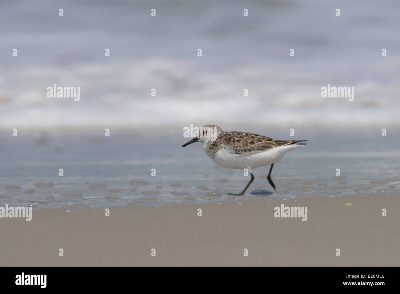Sanderling on running on the beach Stock Photo - Alamy