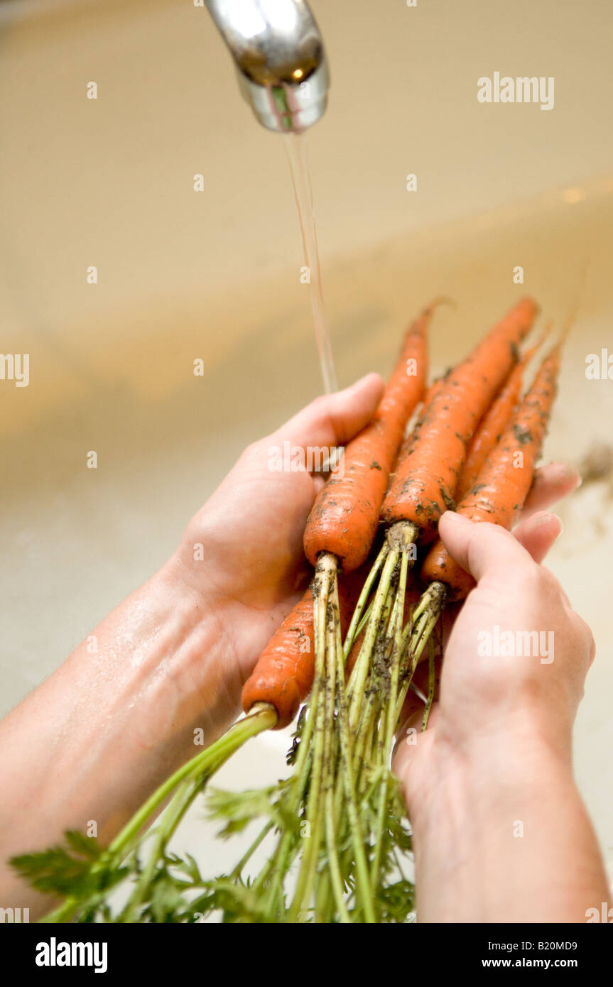 Young woman washing home grown carrots under a faucet in the sink Stock ...