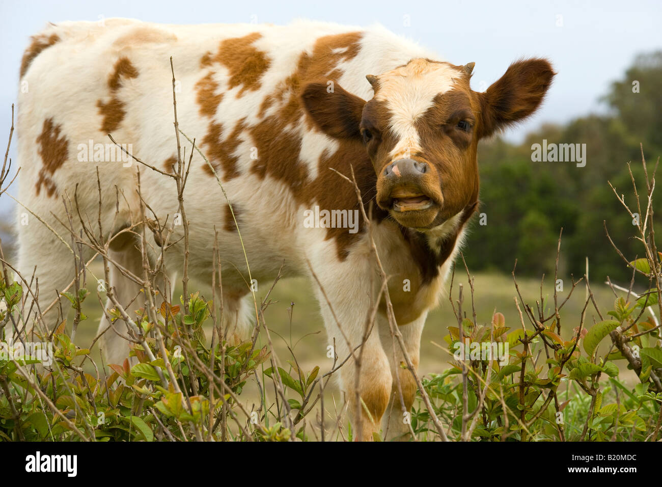 Cow on Easter Island Stock Photo - Alamy