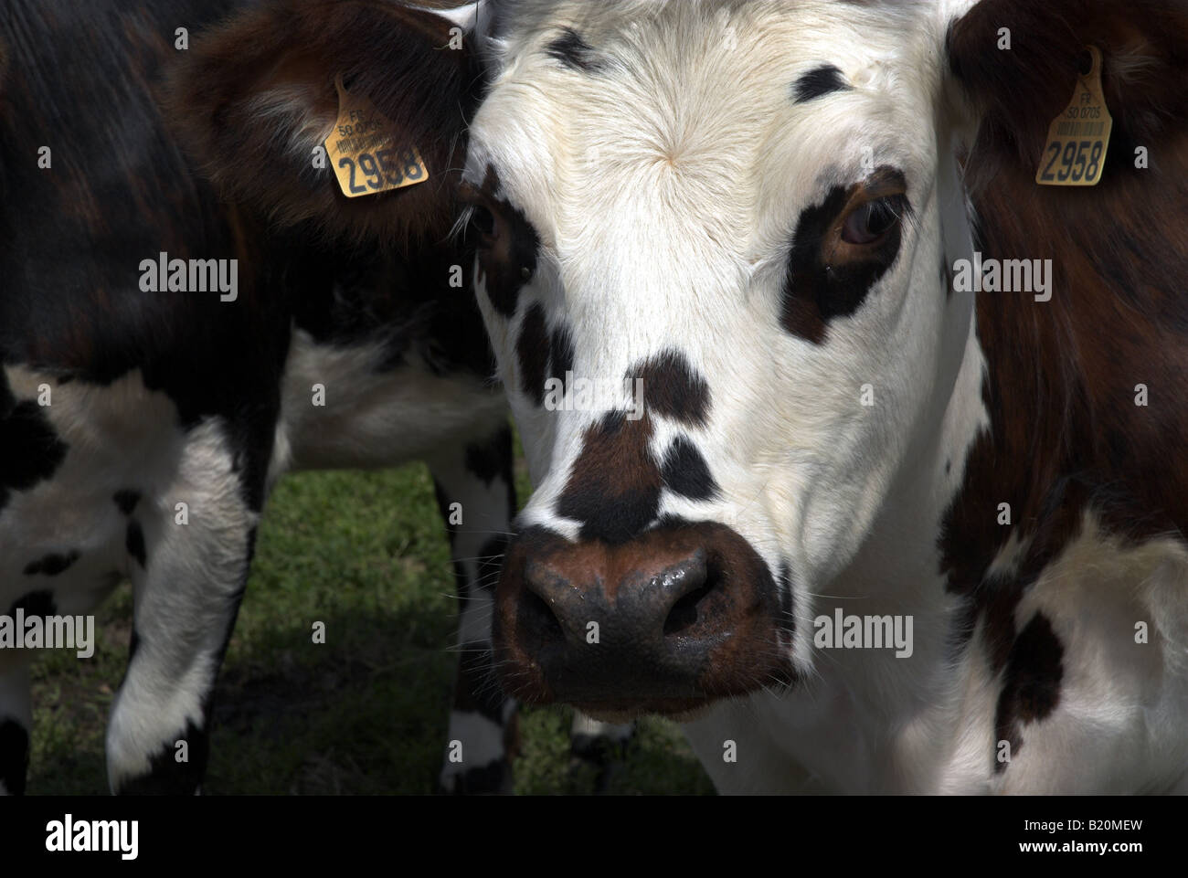 Normande cattle grazing Husson, Manche, Normandy, France Stock Photo ...