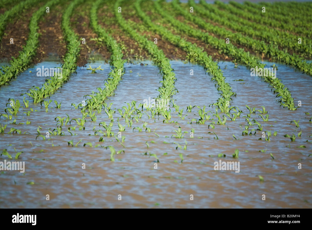 Crop damage flood hi-res stock photography and images - Alamy