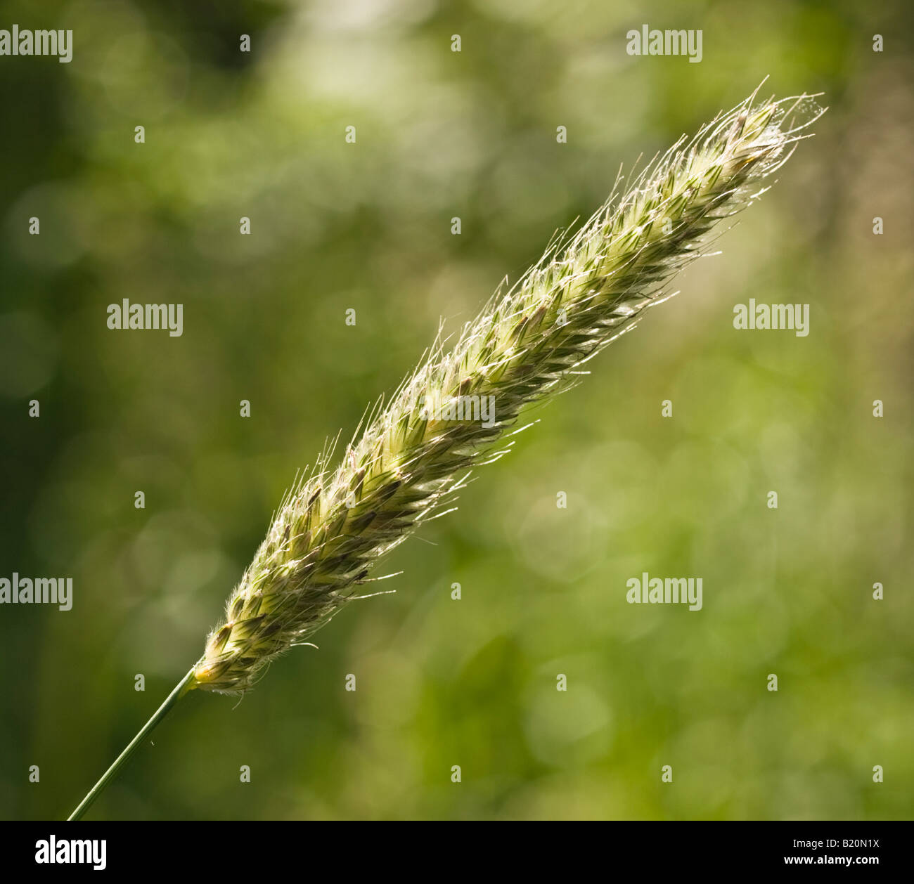 Sweet vernal grass hi-res stock photography and images - Alamy