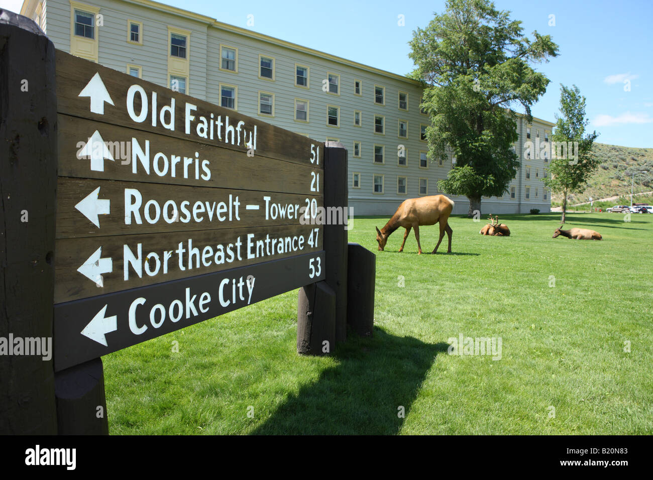 Elk by a Mammoth Hot Springs sign which points the way to popular ...