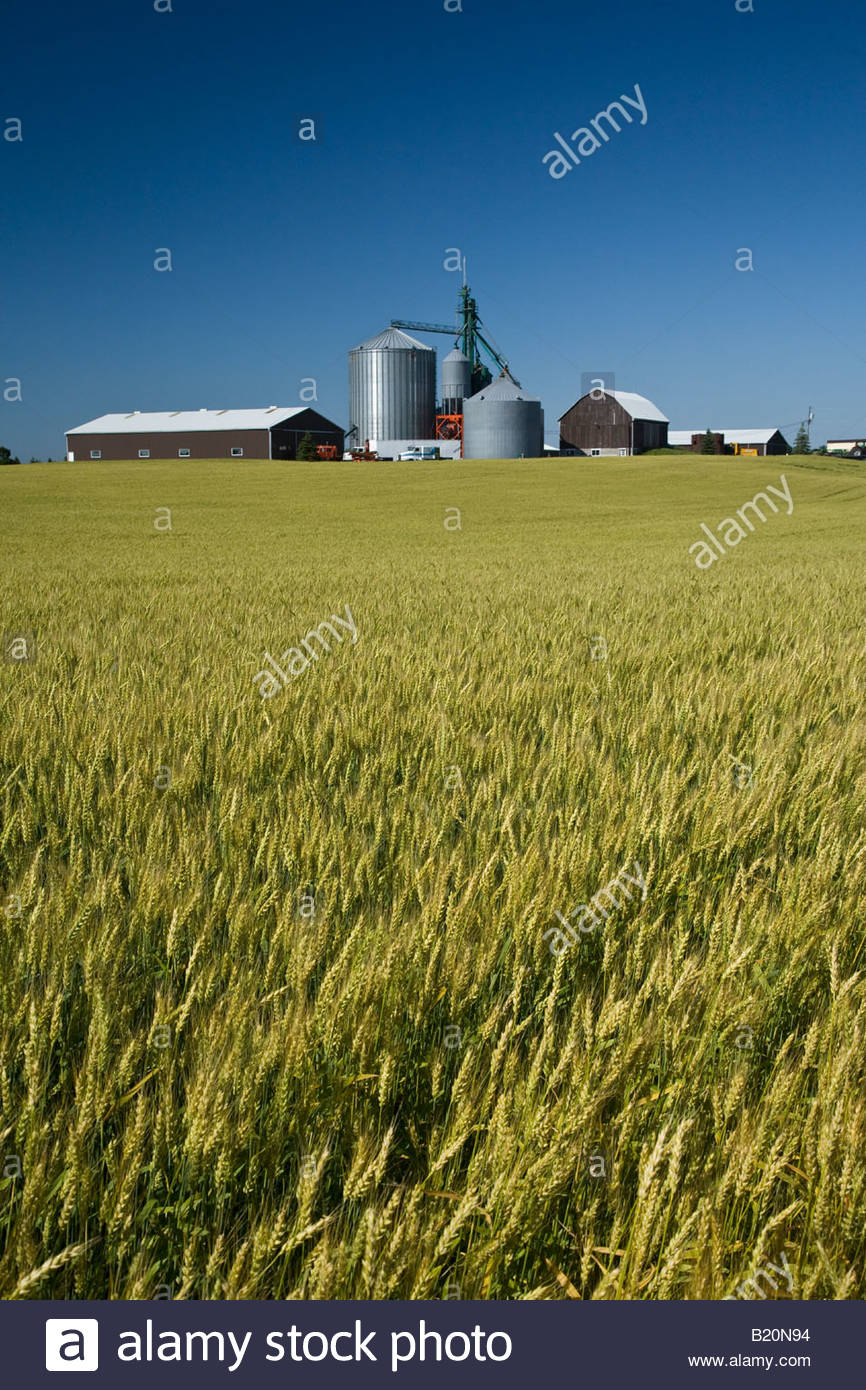 Wheat Field Barn Farm Stock Photos & Wheat Field Barn Farm Stock Images ...