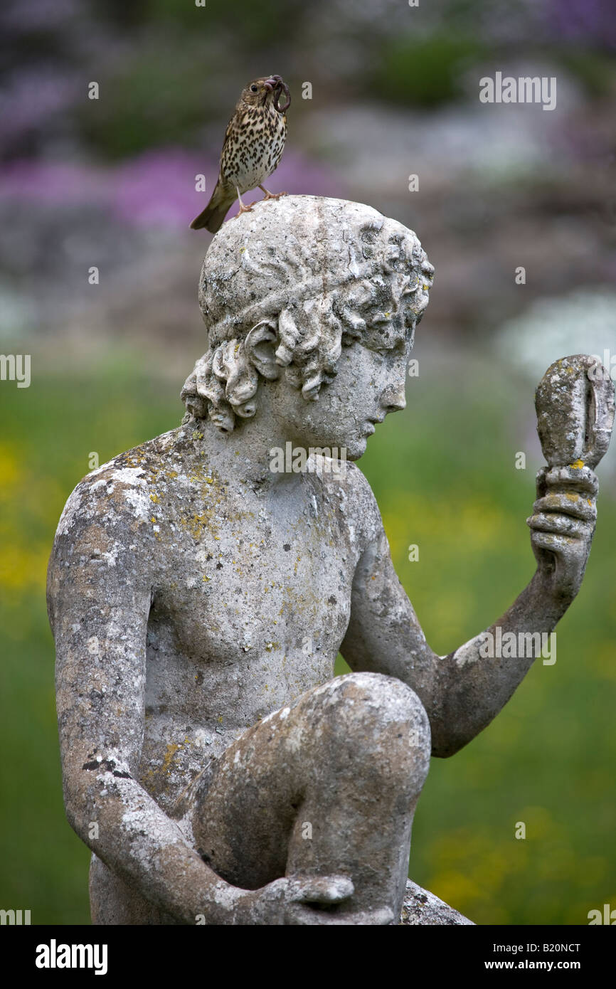 Song Thrush Bird with Worm in Mouth on Statue Duffryn House Gardens ...