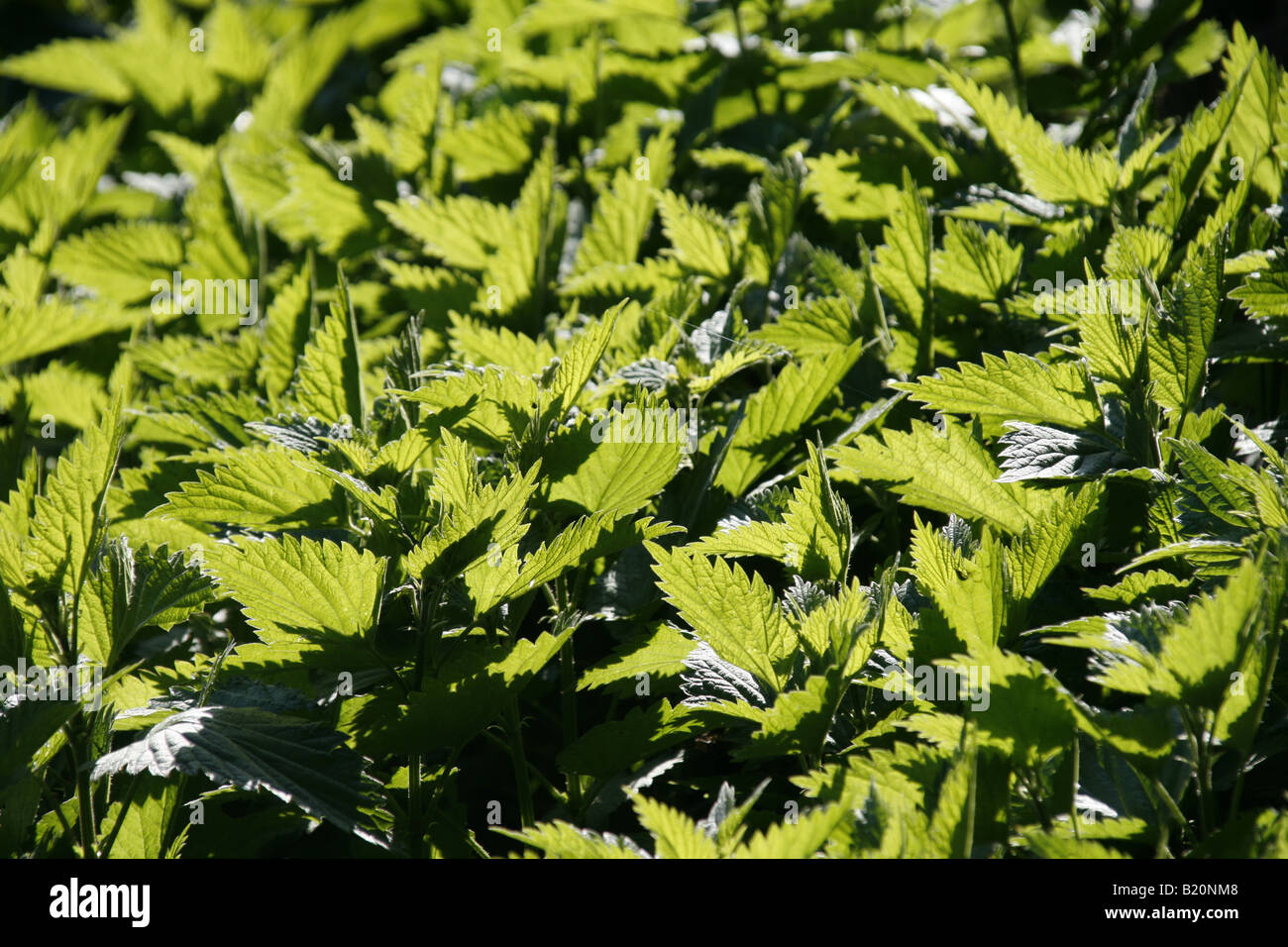 backlit nettles bush in sun in field Stock Photo - Alamy
