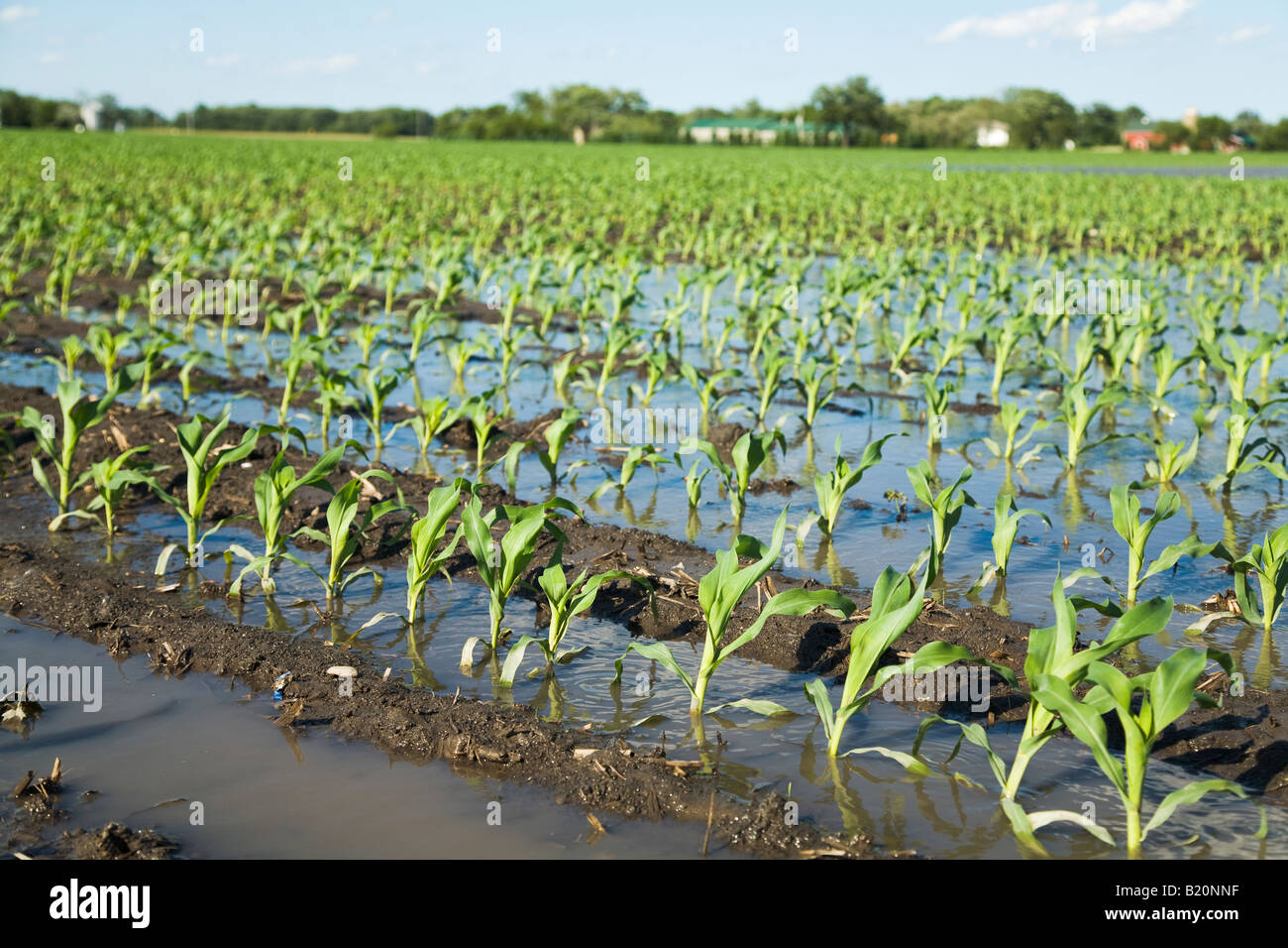 WISCONSIN Kenosha County Rows of plants in flooded corn field due to ...