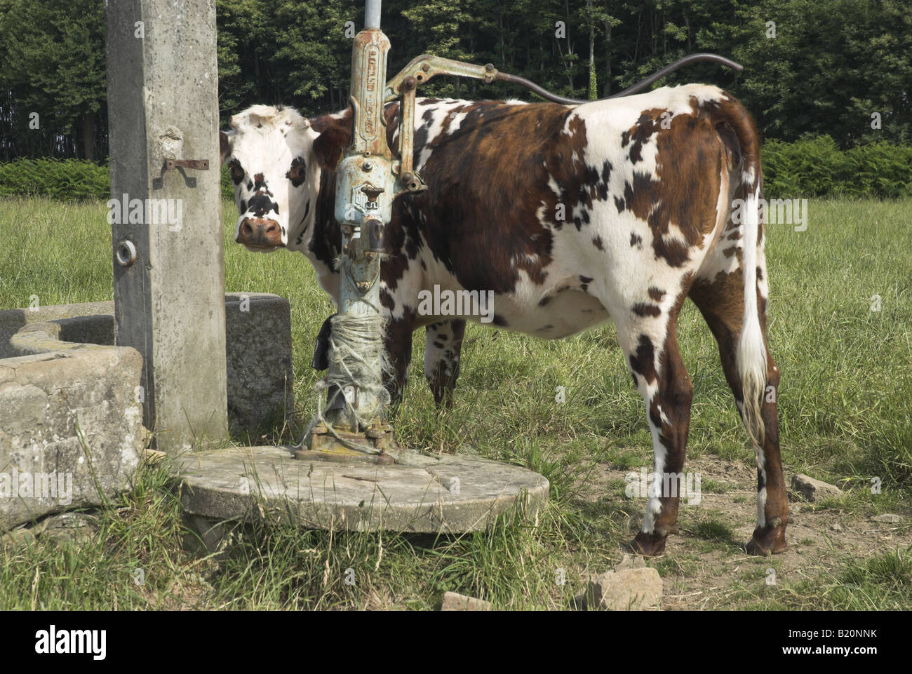 Normande cow grazing Husson, Manche, Normandy, France Stock Photo - Alamy