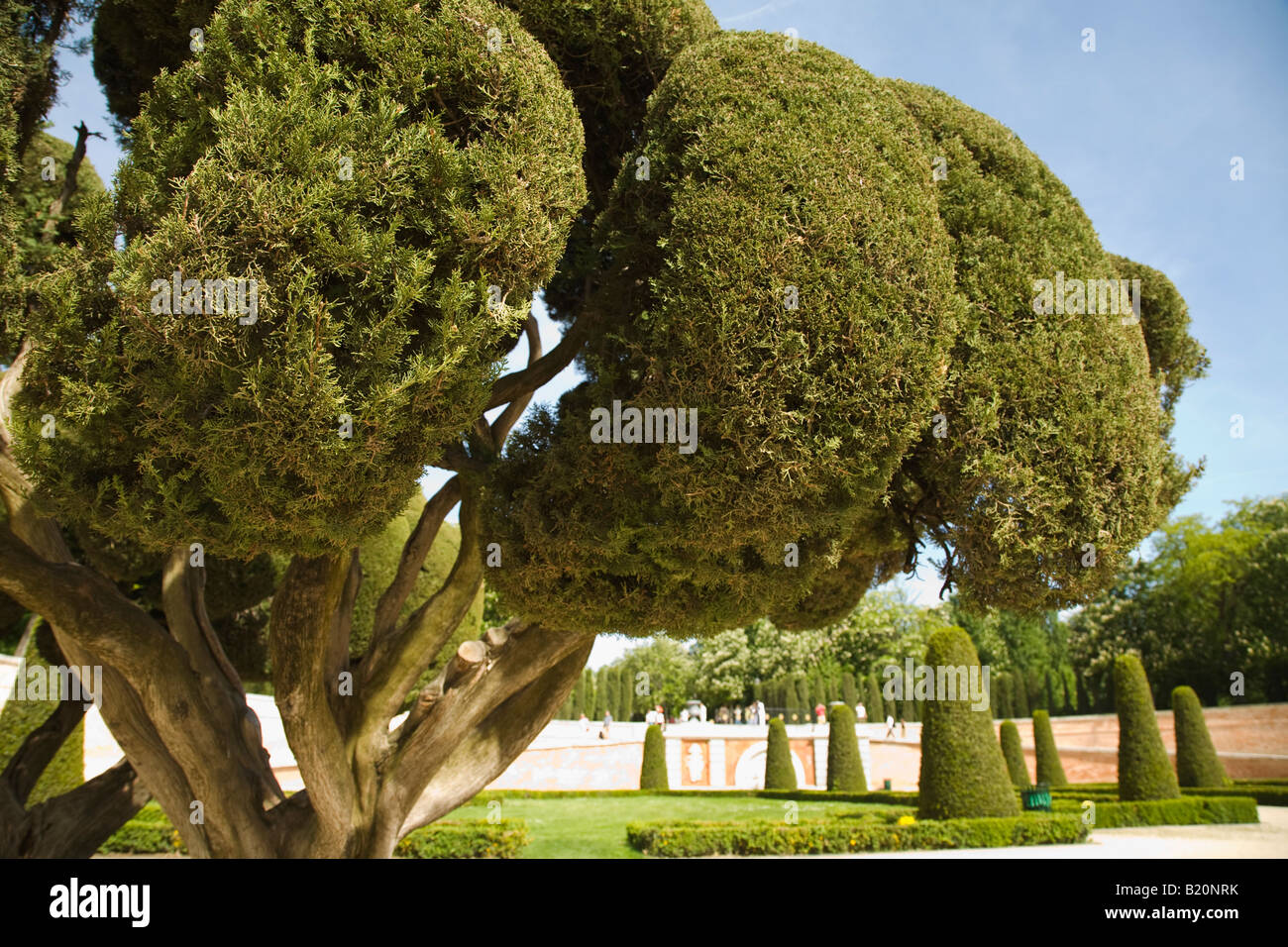 SPAIN Madrid Unusual shape of sculpted trees in gardens in Retiro Park ...