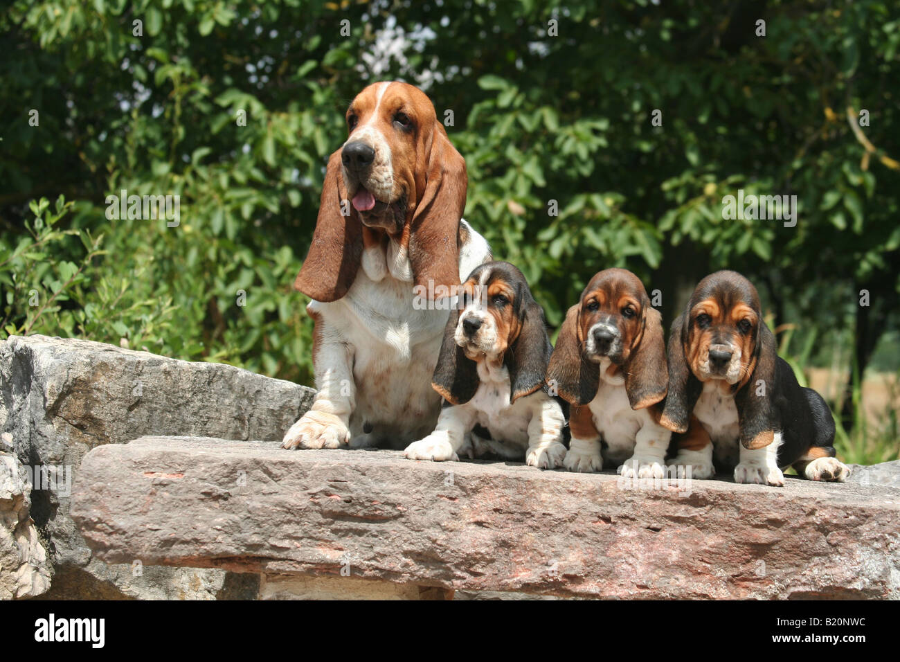 DOG SEATED BASSET HOUND PUPPIES THREE WITH THEIR MOTHER Stock Photo - Alamy