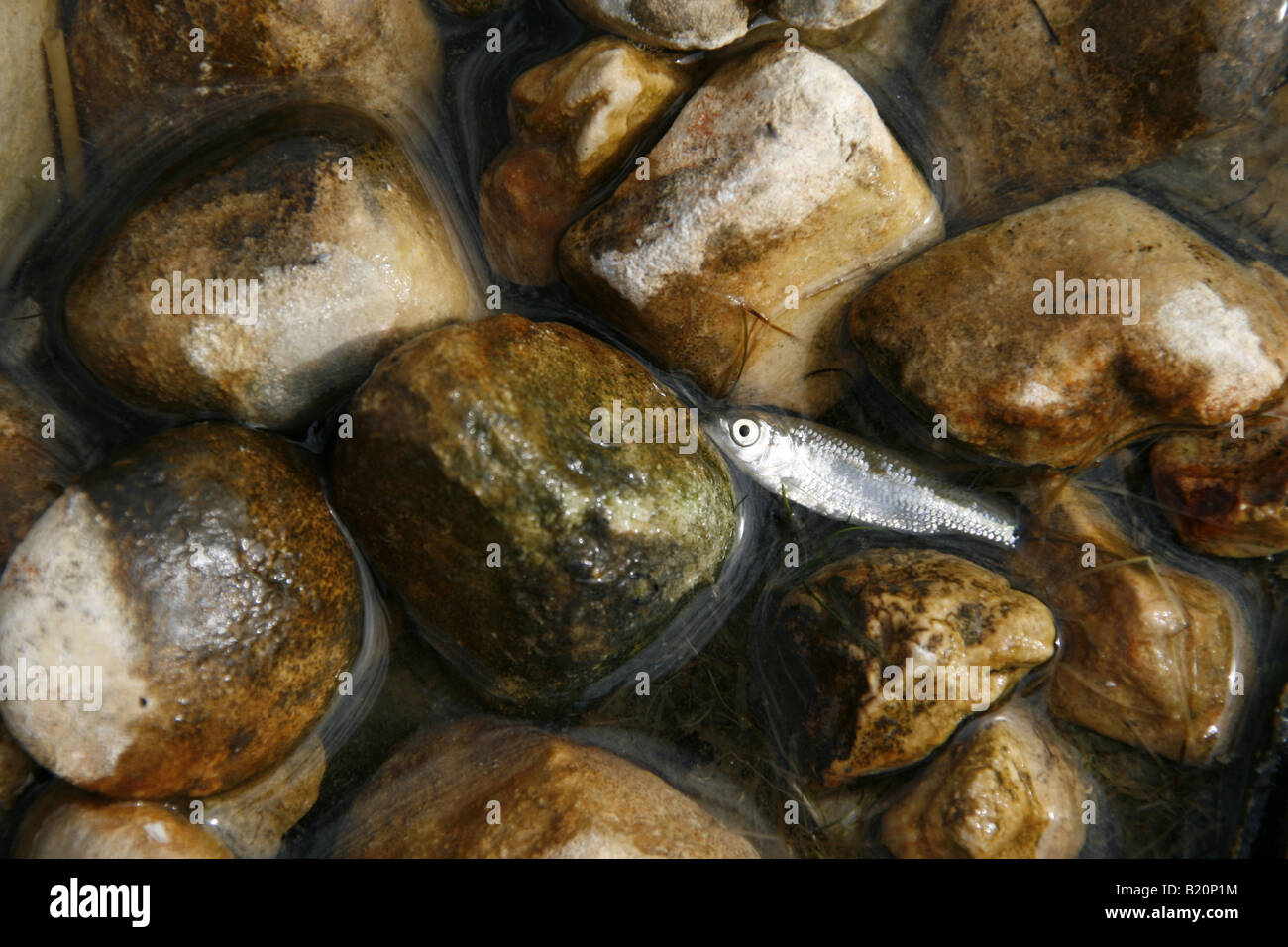 one dead small silver fish in rocks by river bank Stock Photo - Alamy