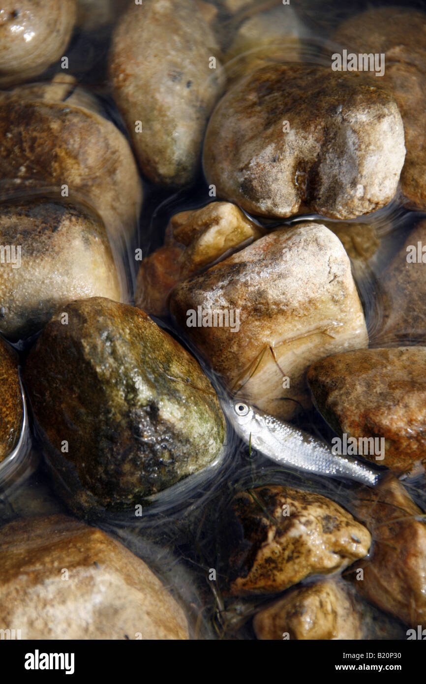 one dead small silver fish in rocks by river bank Stock Photo - Alamy
