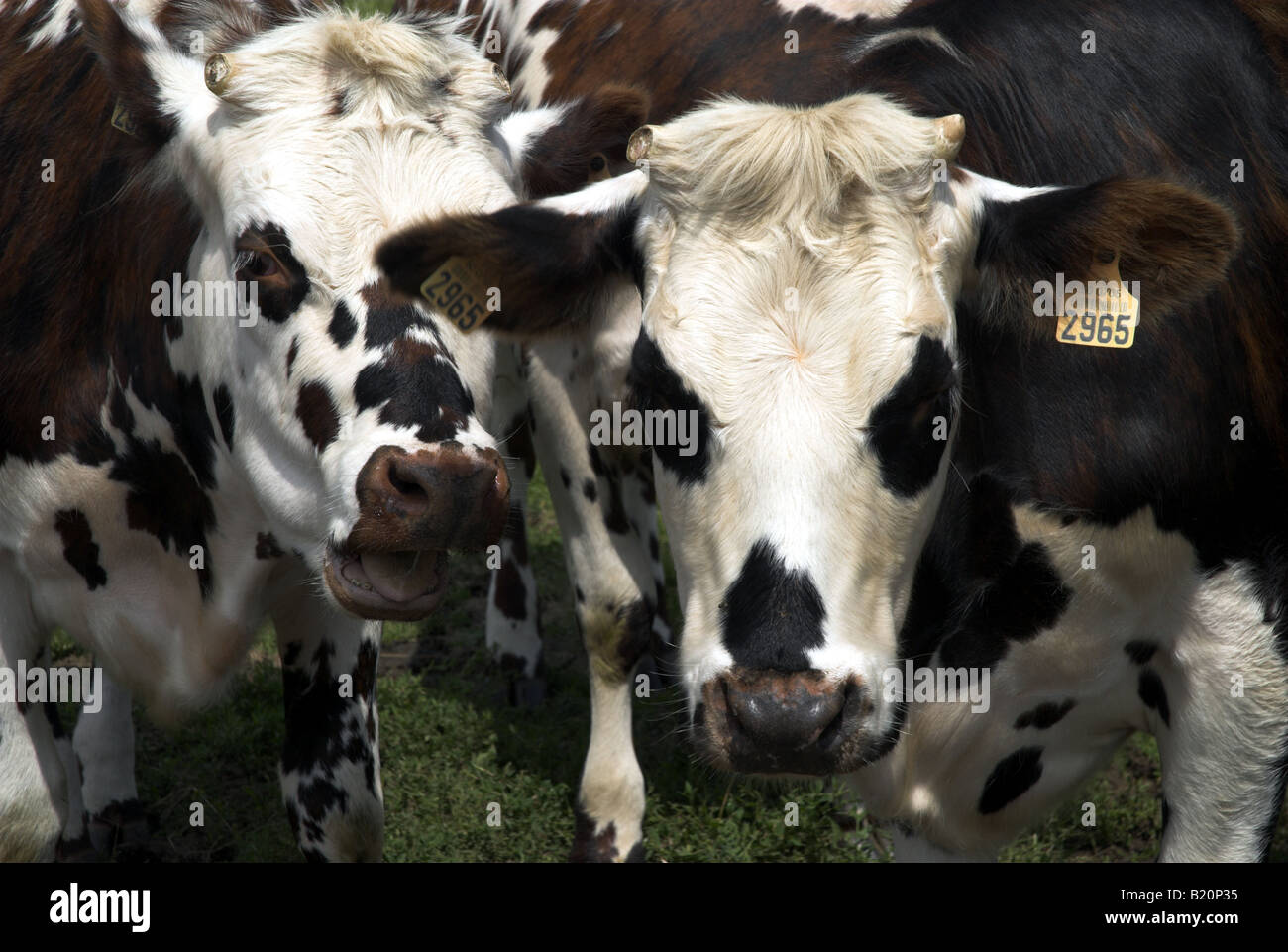 Normande cattle grazing Husson, Manche, Normandy, France Stock Photo ...