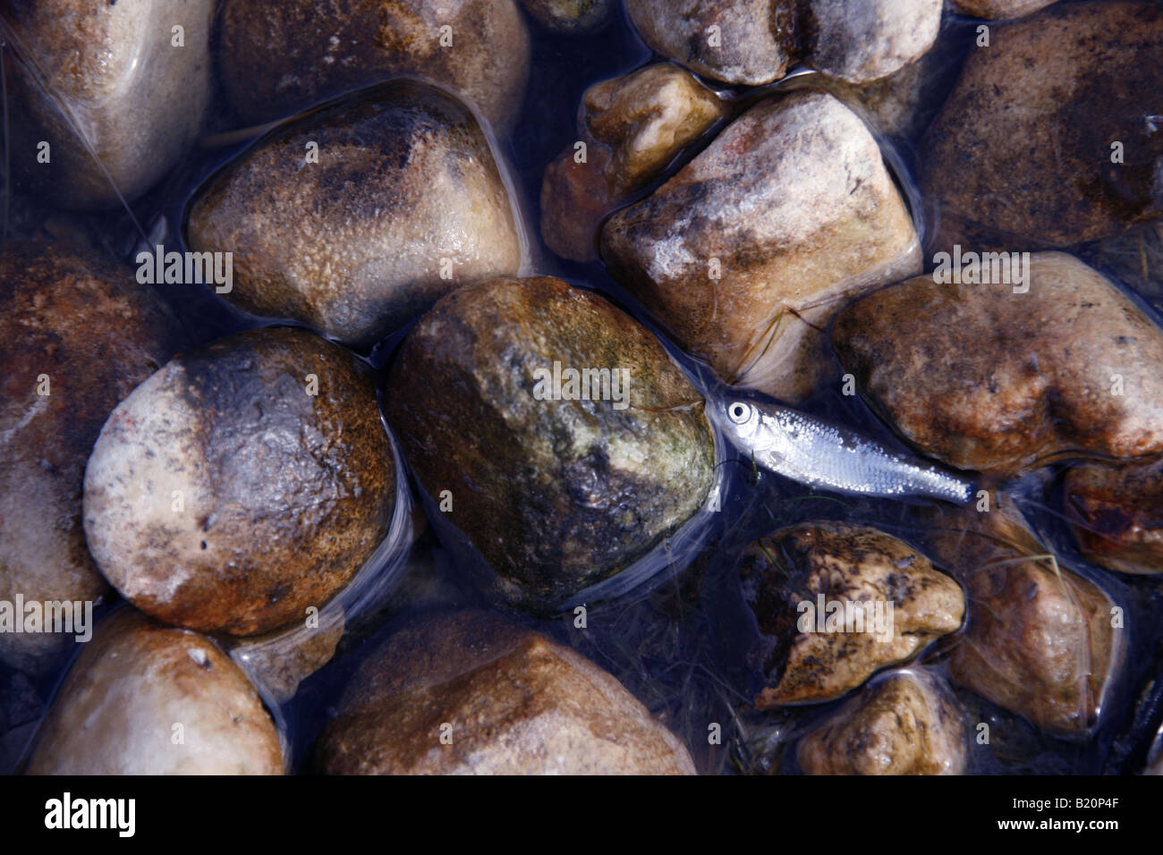 one dead small silver fish in rocks by river bank Stock Photo - Alamy