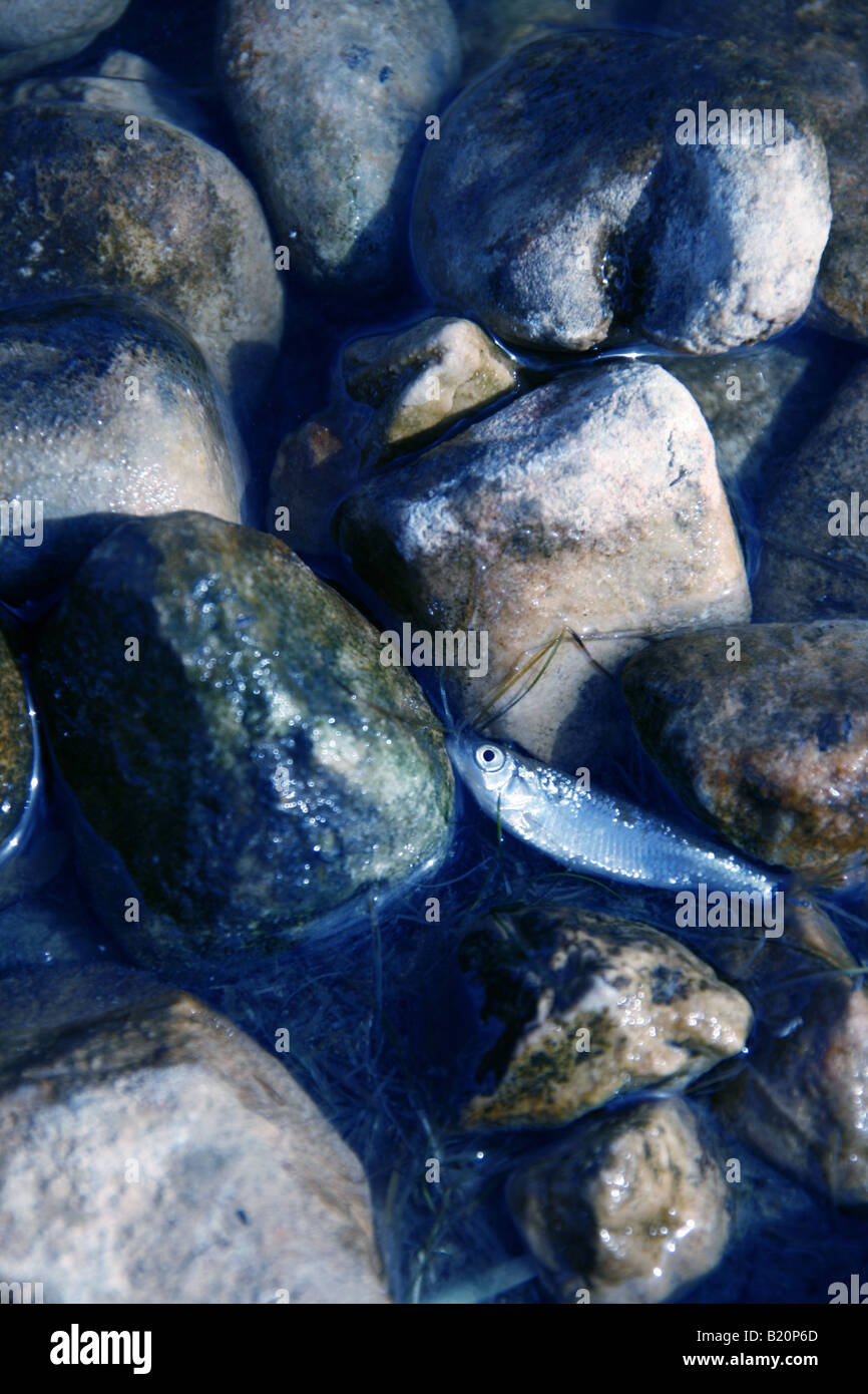 one dead small silver fish in rocks by river bank Stock Photo - Alamy