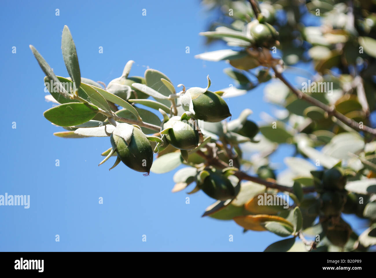 Jojoba plant hi-res stock photography and images - Alamy