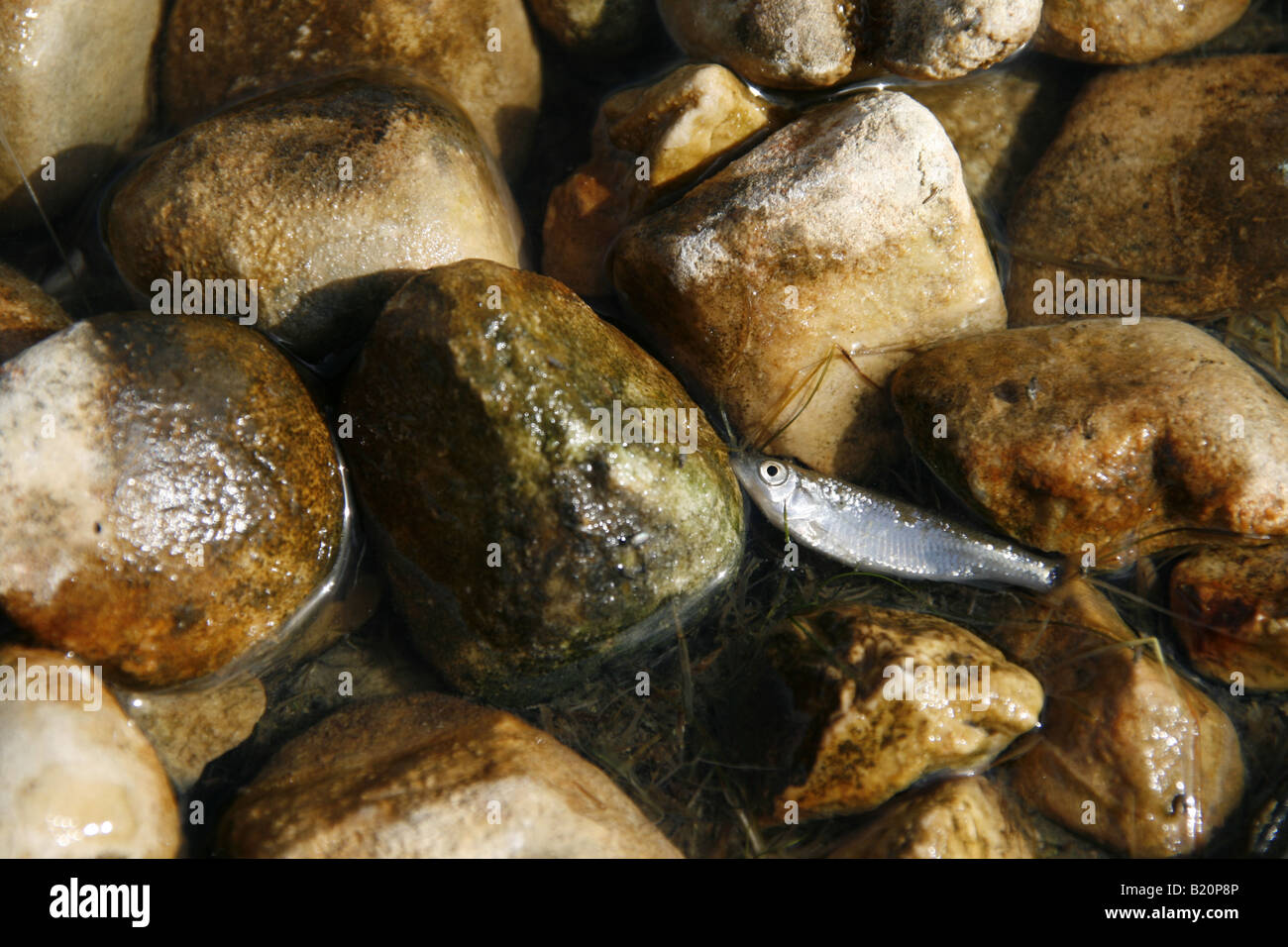 one dead small silver fish in rocks by river bank Stock Photo - Alamy