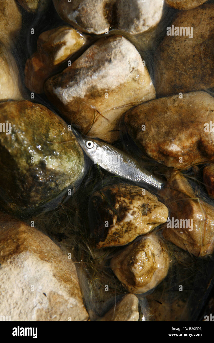 one dead small silver fish in rocks by river bank Stock Photo - Alamy
