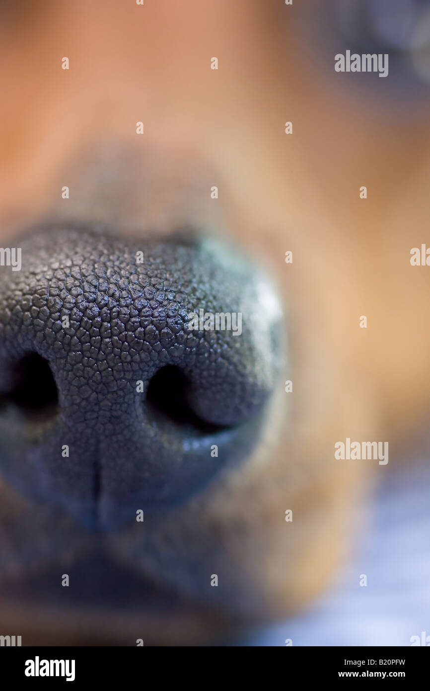 Dachshund nose macro hi-res stock photography and images - Alamy