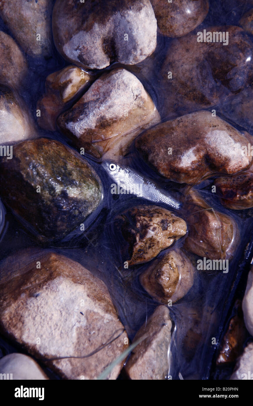 one dead small silver fish in rocks by river bank Stock Photo - Alamy