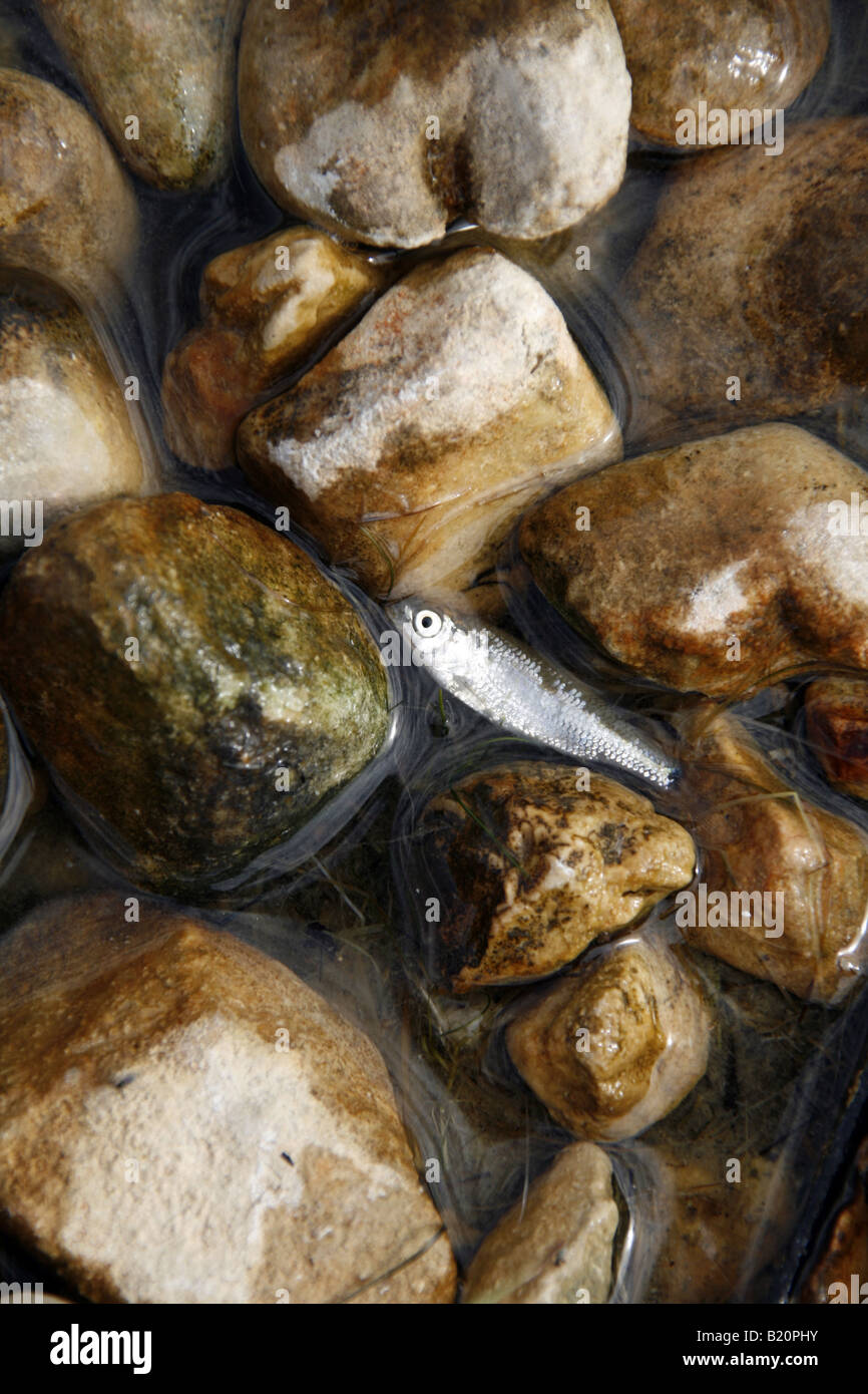 Dead body in water pool hi-res stock photography and images - Alamy