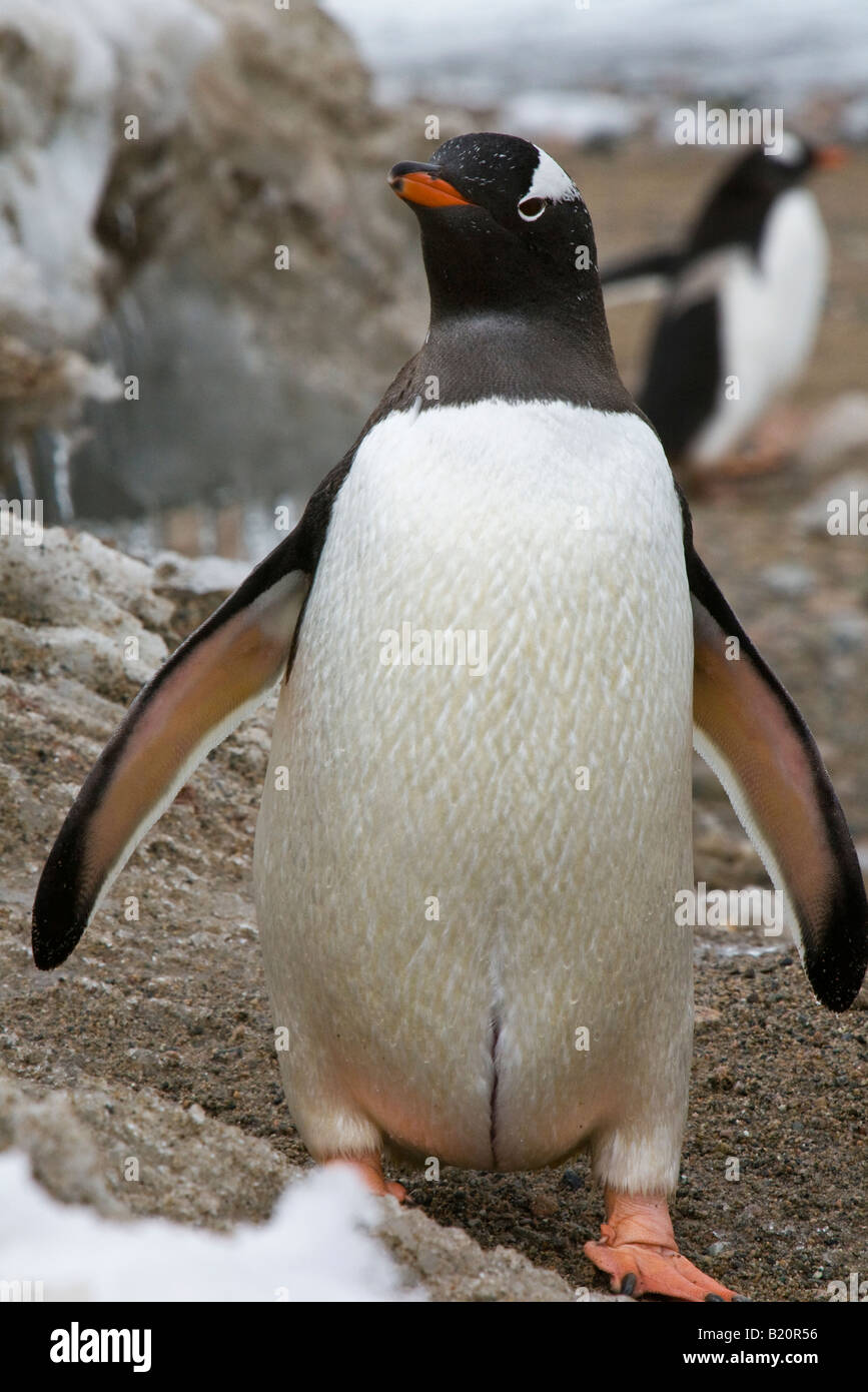 Gentoo penguin looking camera hi-res stock photography and images - Alamy