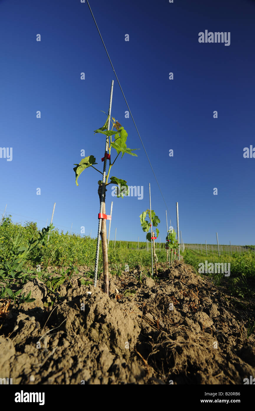 Vineyard grapevines wine production in hi-res stock photography and ...