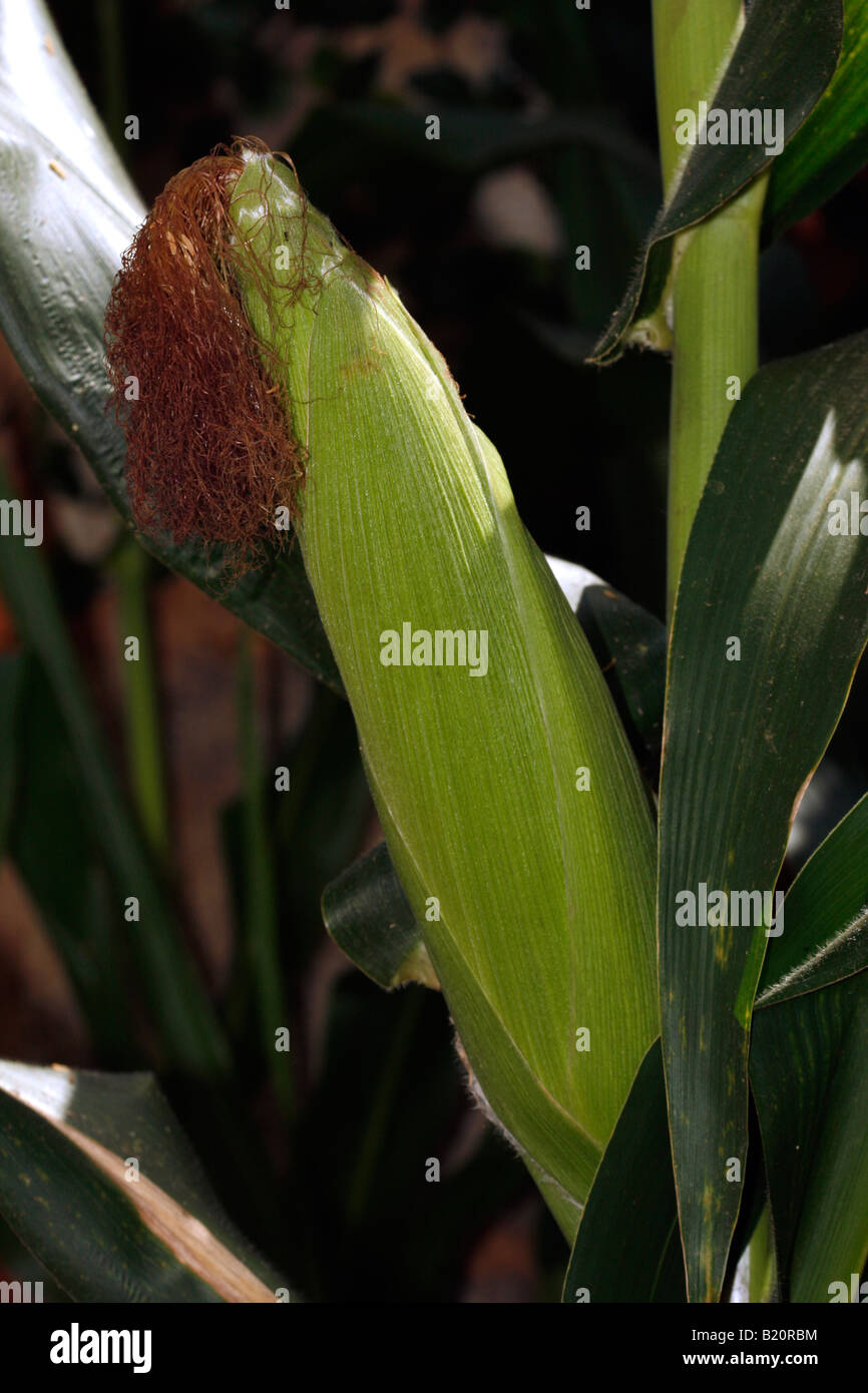 Maturing corn cob on maize plant Stock Photo - Alamy